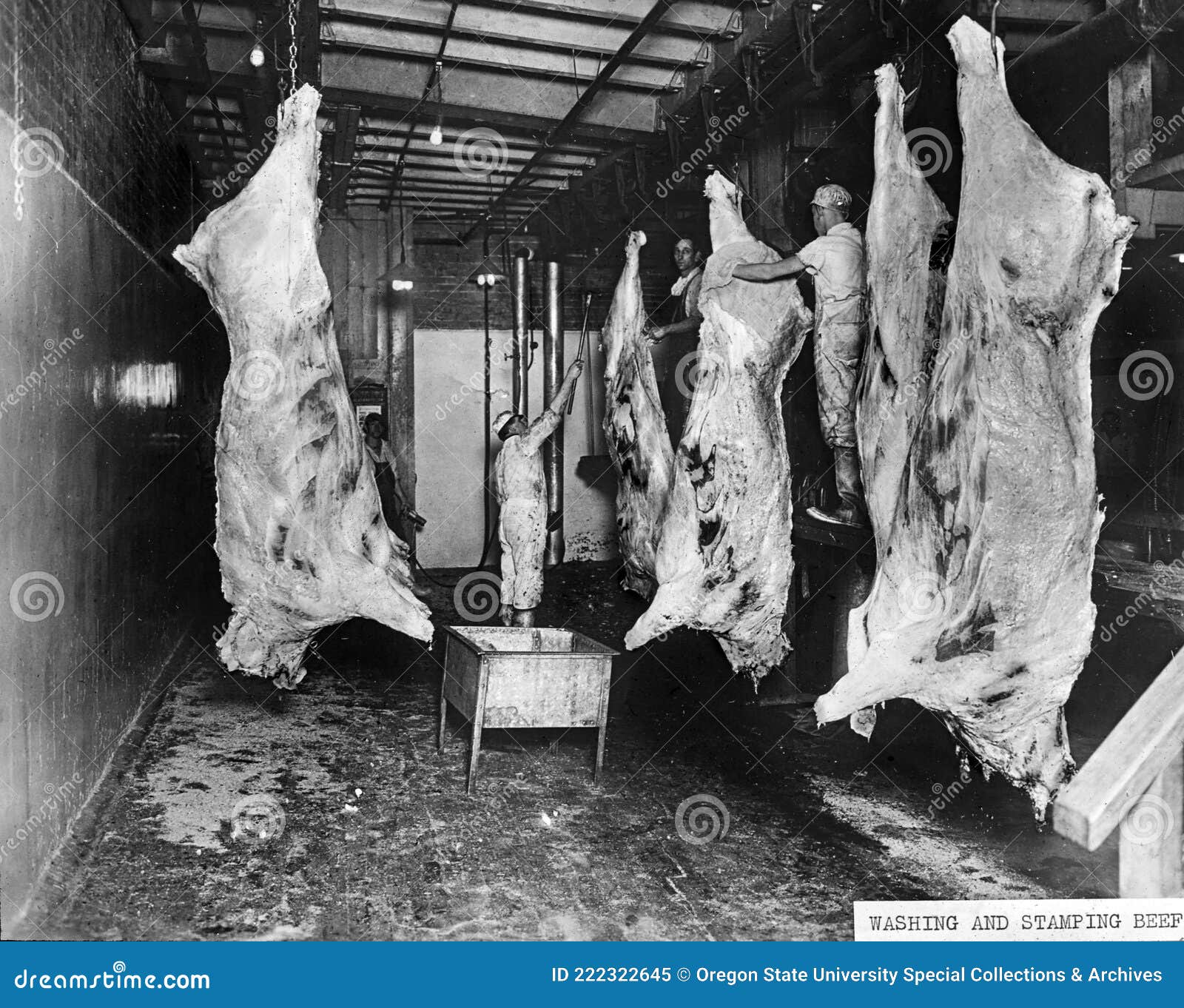 Washing And Stamping Beef Carcasses Picture. Image: 222322645
