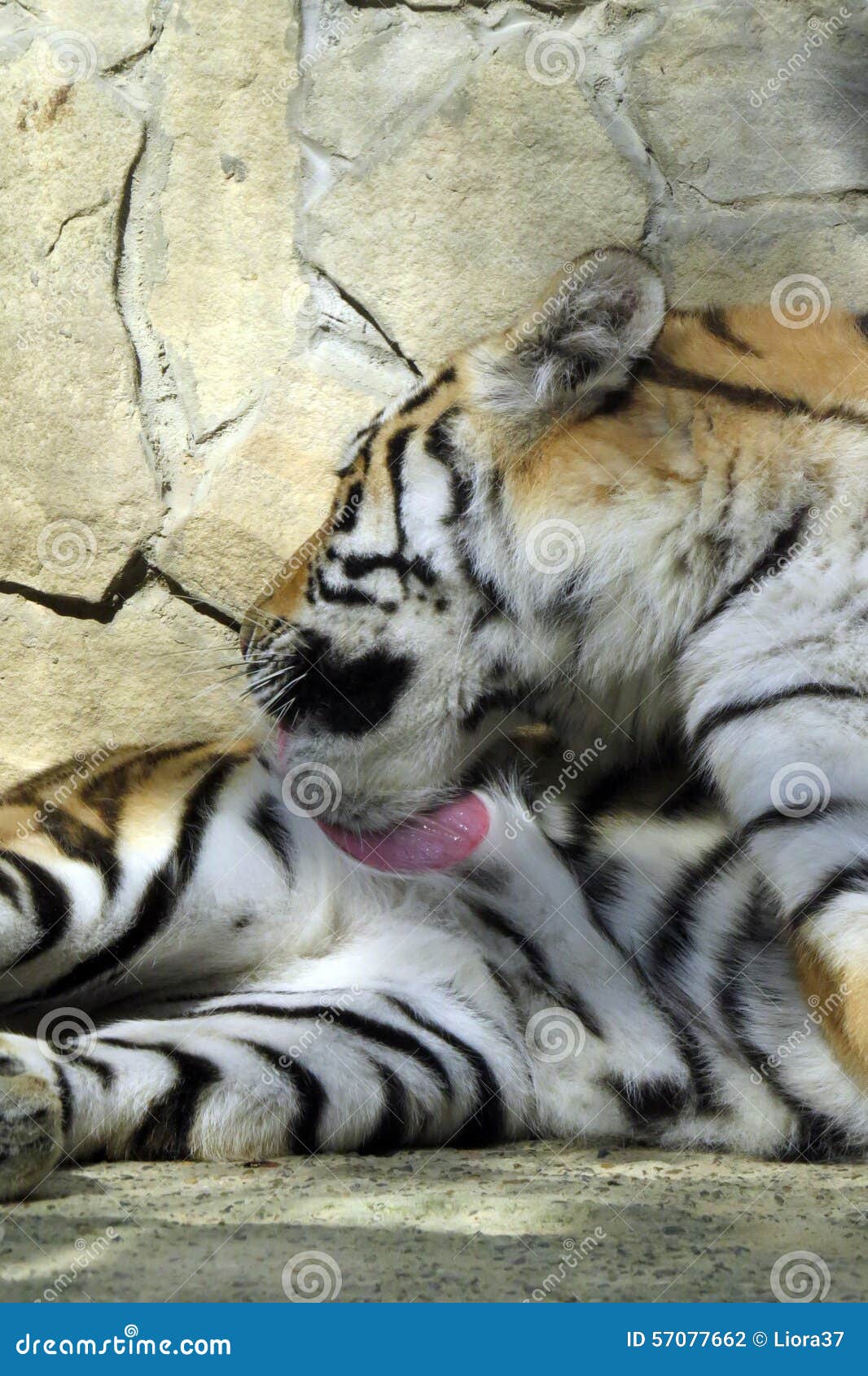 Washing stock photo. Image of licked, language, tiger - 57077662