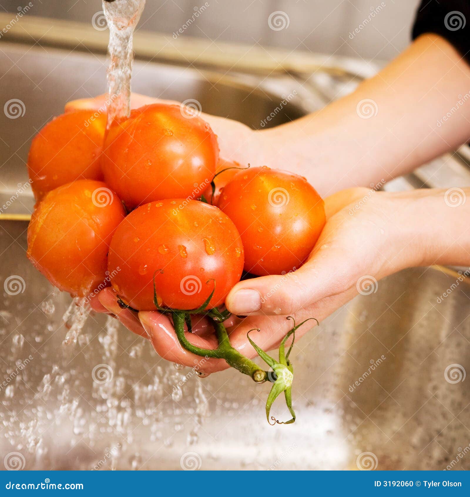 Washing Tomatoes stock photo. Image of water, produce - 3192060