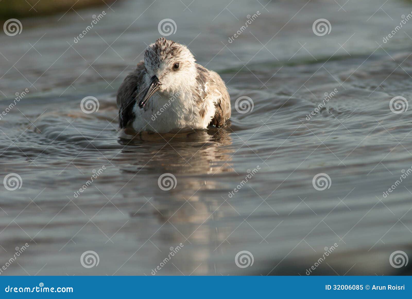 A washing wader stock image. Image of ornithology, animal - 32006085