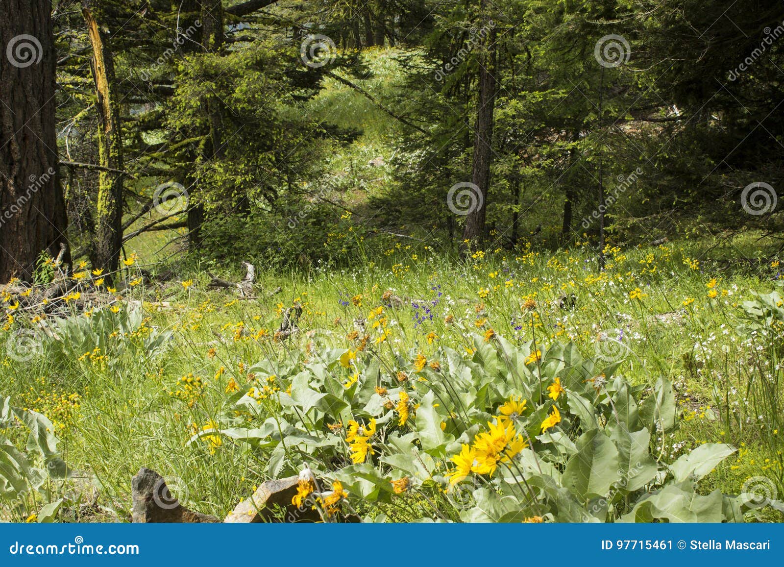 Washington Alpine Meadow stock image. Image of camp, summer - 97715461