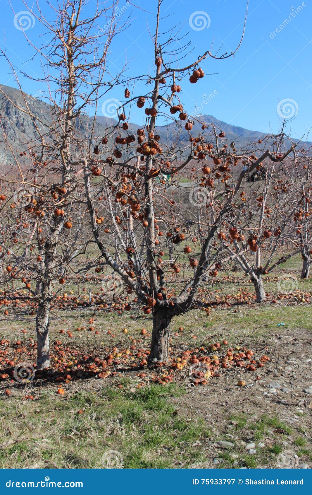 Washington Apple Tree stock image. Image of orchard, washington - 75933797