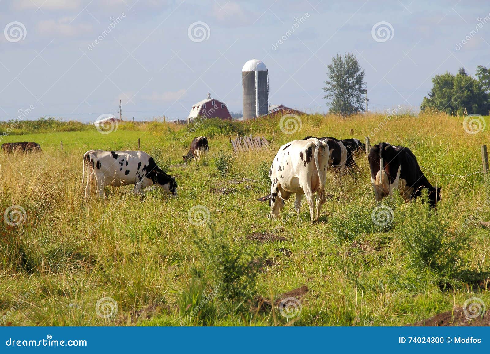 Washington Cattle Ranch stock photo. Image of herd, bovine - 74024300