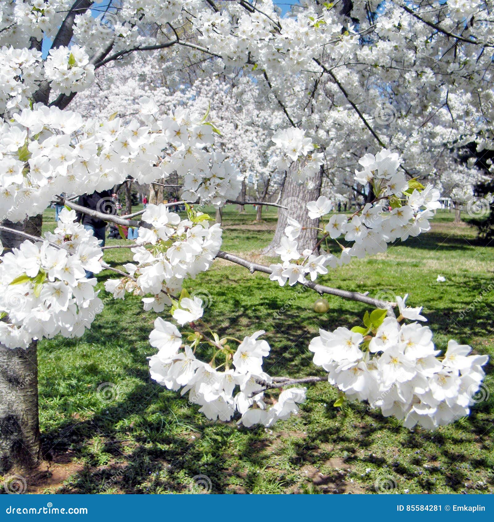 Washington Cherry Blossom Tree March 2010 Stock Image - Image of ...