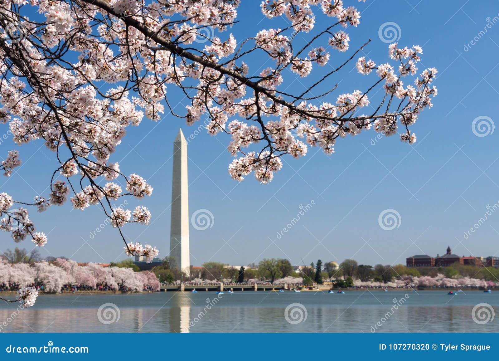 Washington Cherry Blossoms stock photo. Image of monument - 107270320