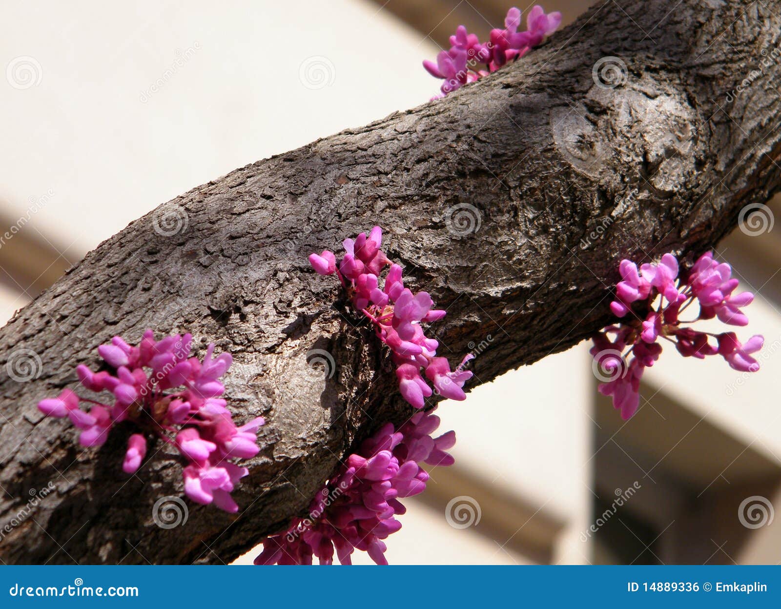 Washington Chinese Redbud Tree 2010 Stock Photo - Image of blue ...