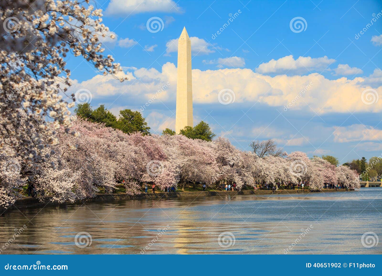 Washington DC Cherry Blossom with Lake and Washington Monument ...