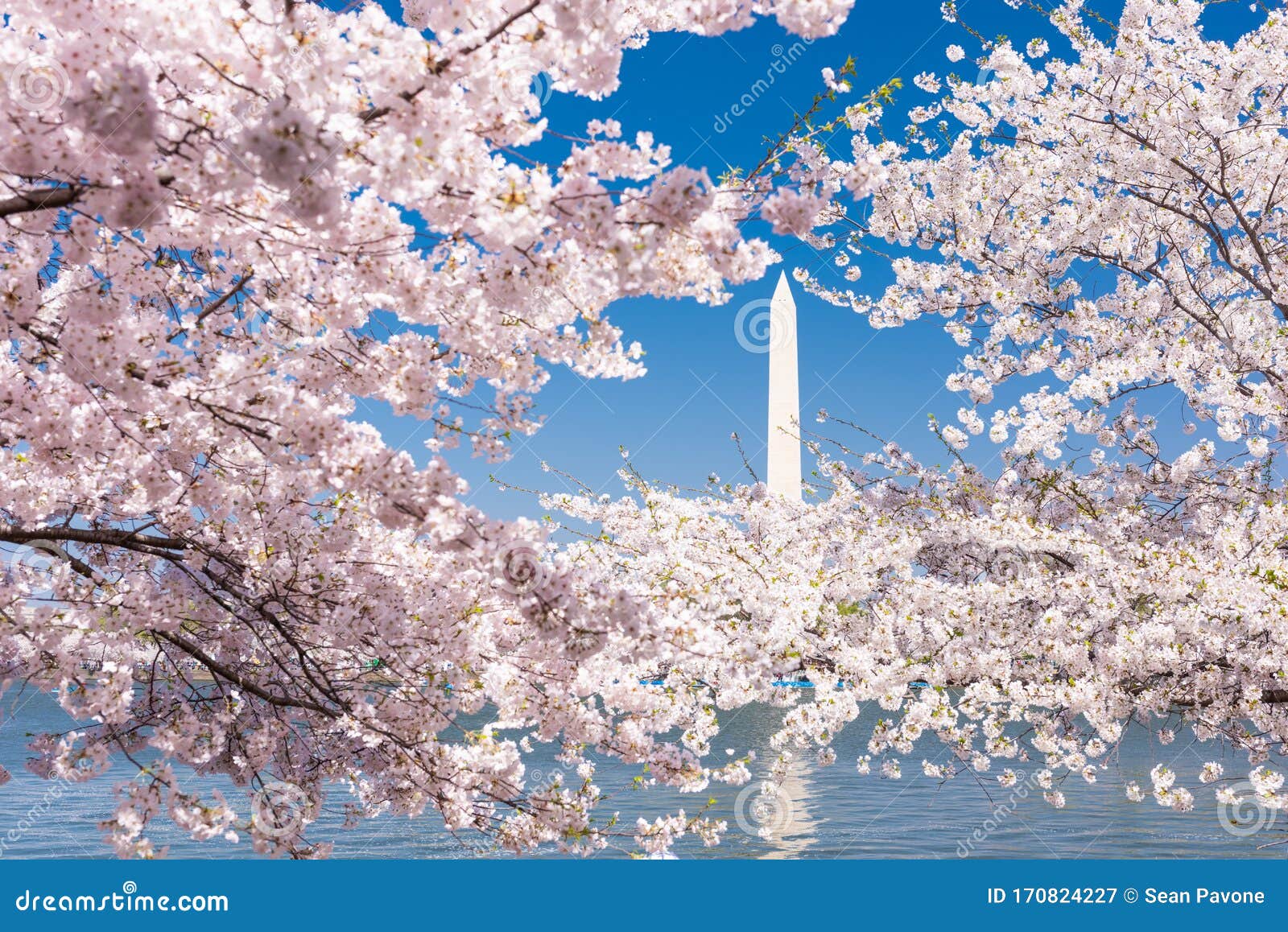 Washington DC in Spring Season Stock Image - Image of foliage, district ...