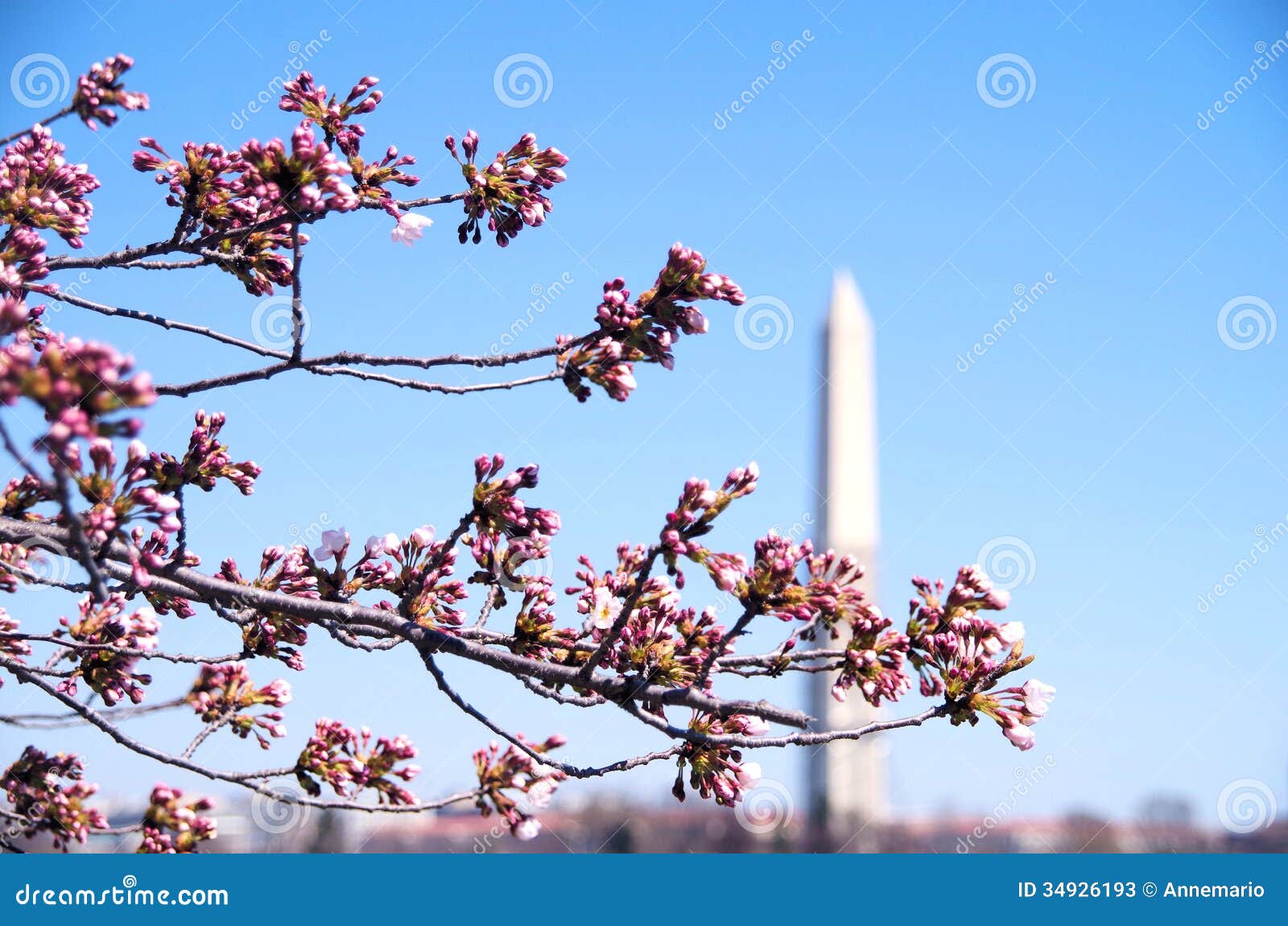 Cherry Blossom Festival Washington DC Picture. Image: 34926193