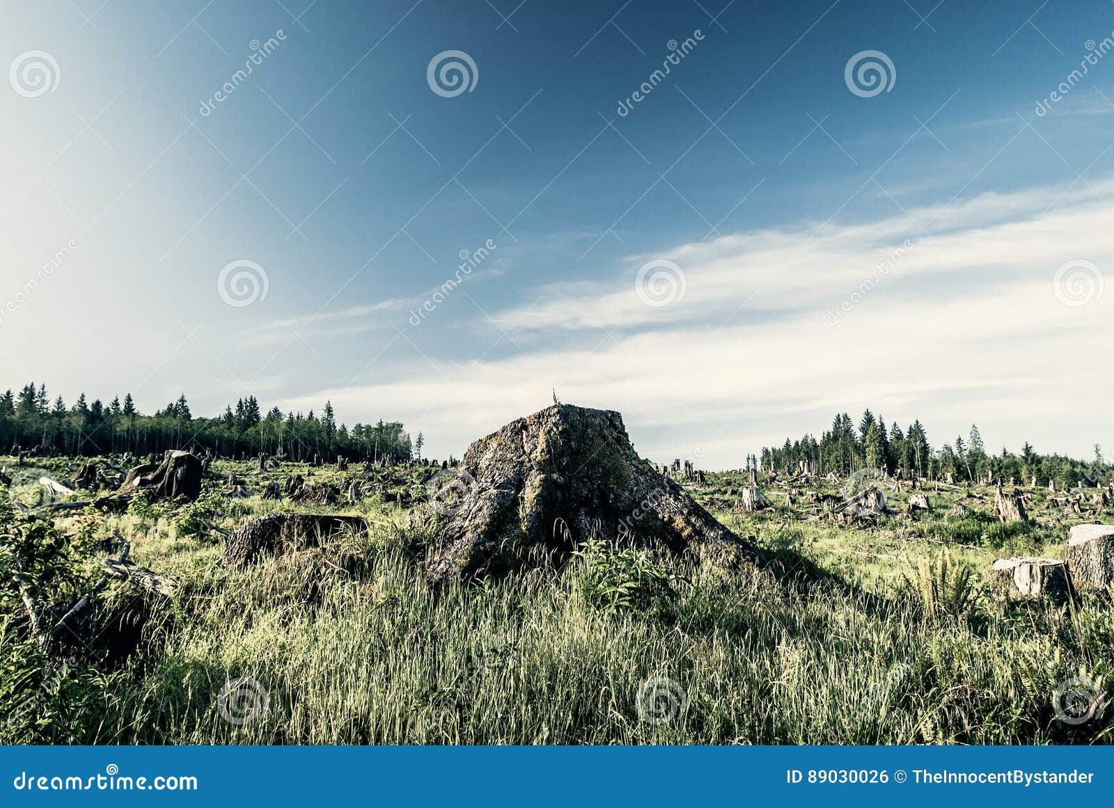 Washington State - Deforestation Stock Photo - Image of pacific ...
