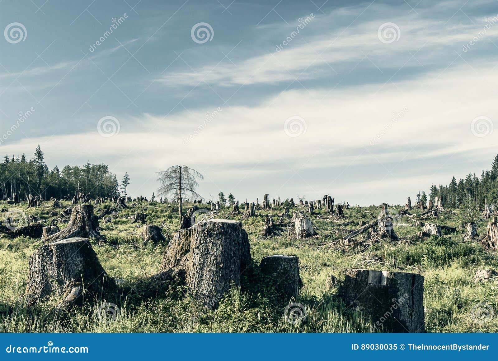 Washington State - Deforestation Stock Image - Image of olympic ...