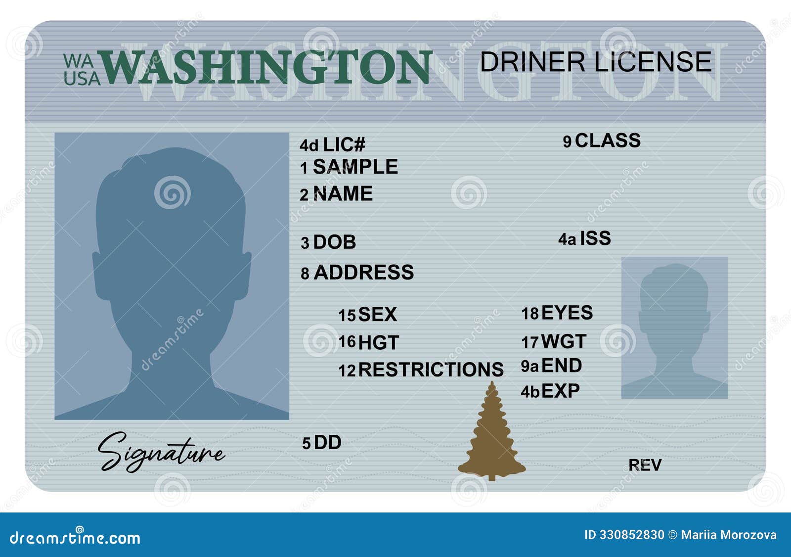 Washington Driver License Isolated on White Background. Person Driver ...