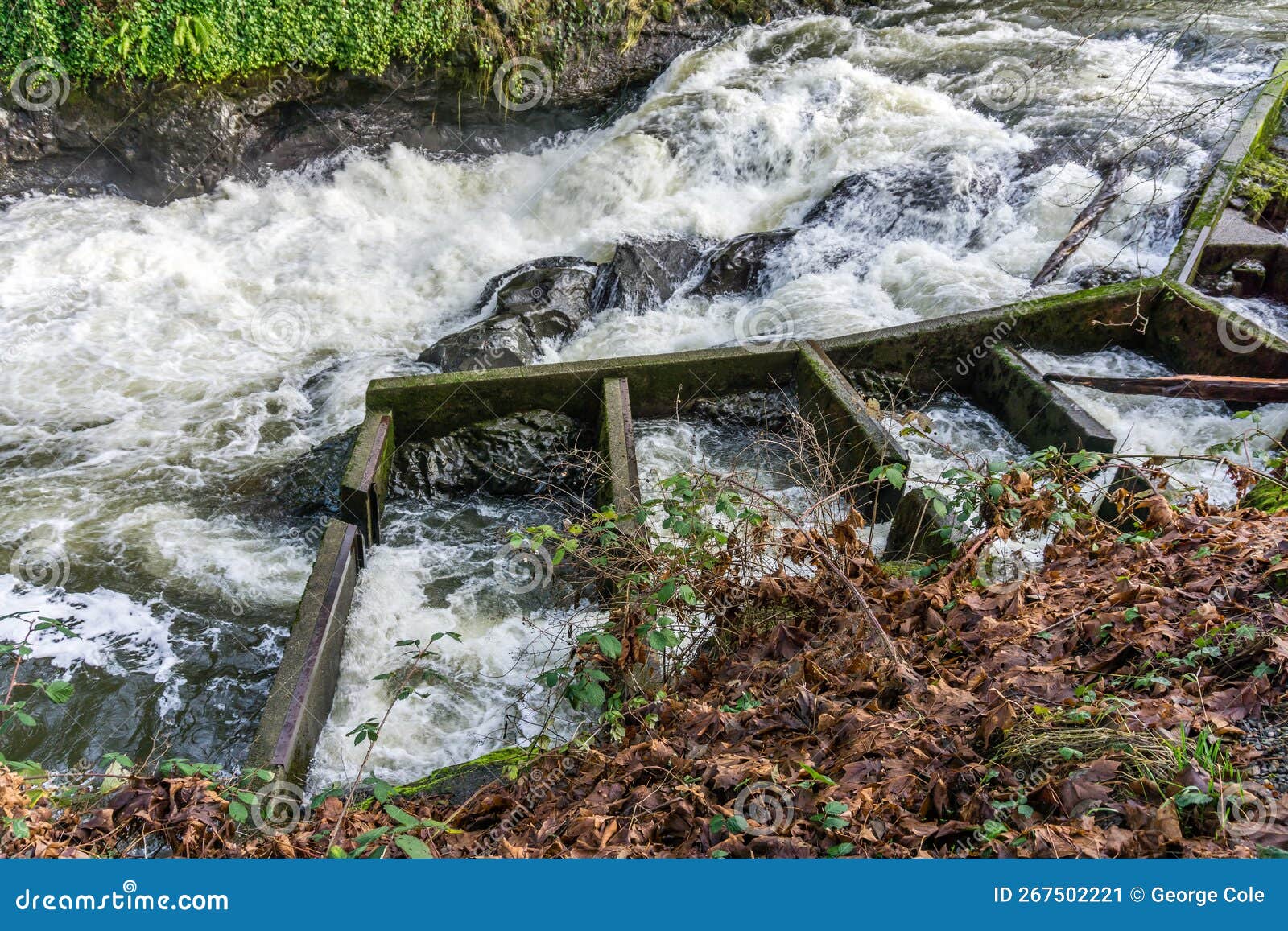 Washington Fish Ladder 7 stock image. Image of outdoors - 267502221