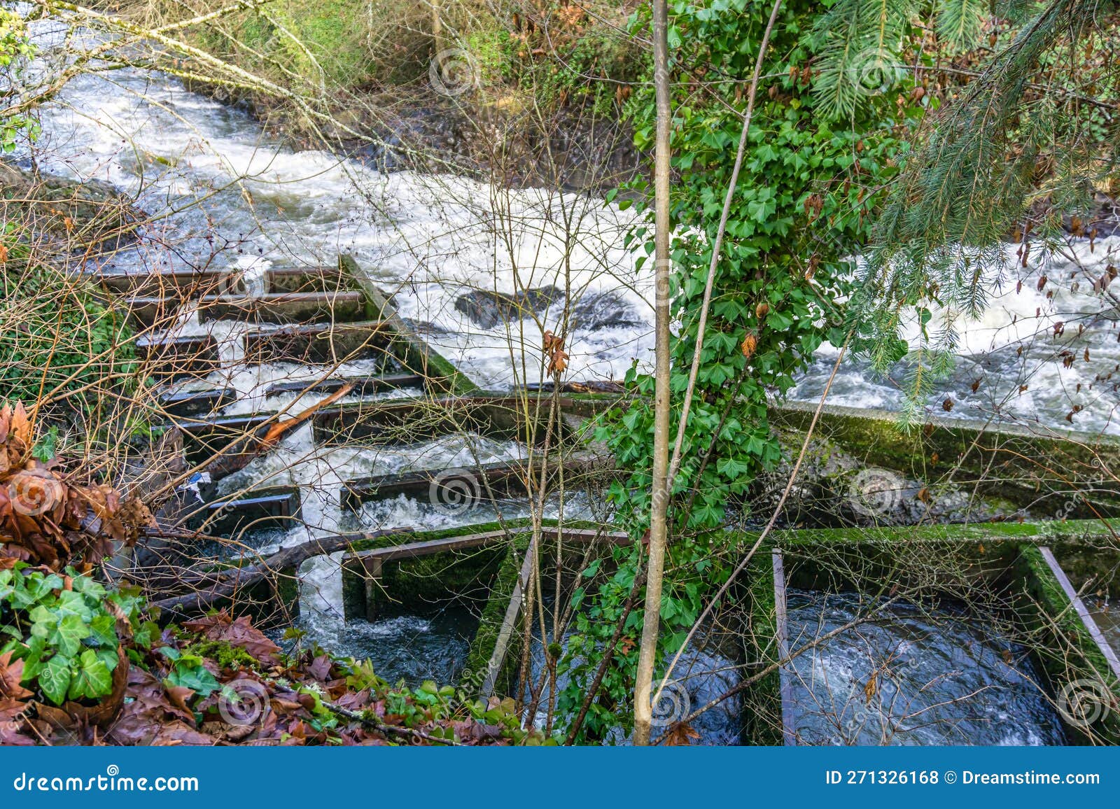 Washington Fish Ladder stock photo. Image of water, deschutes - 271326168