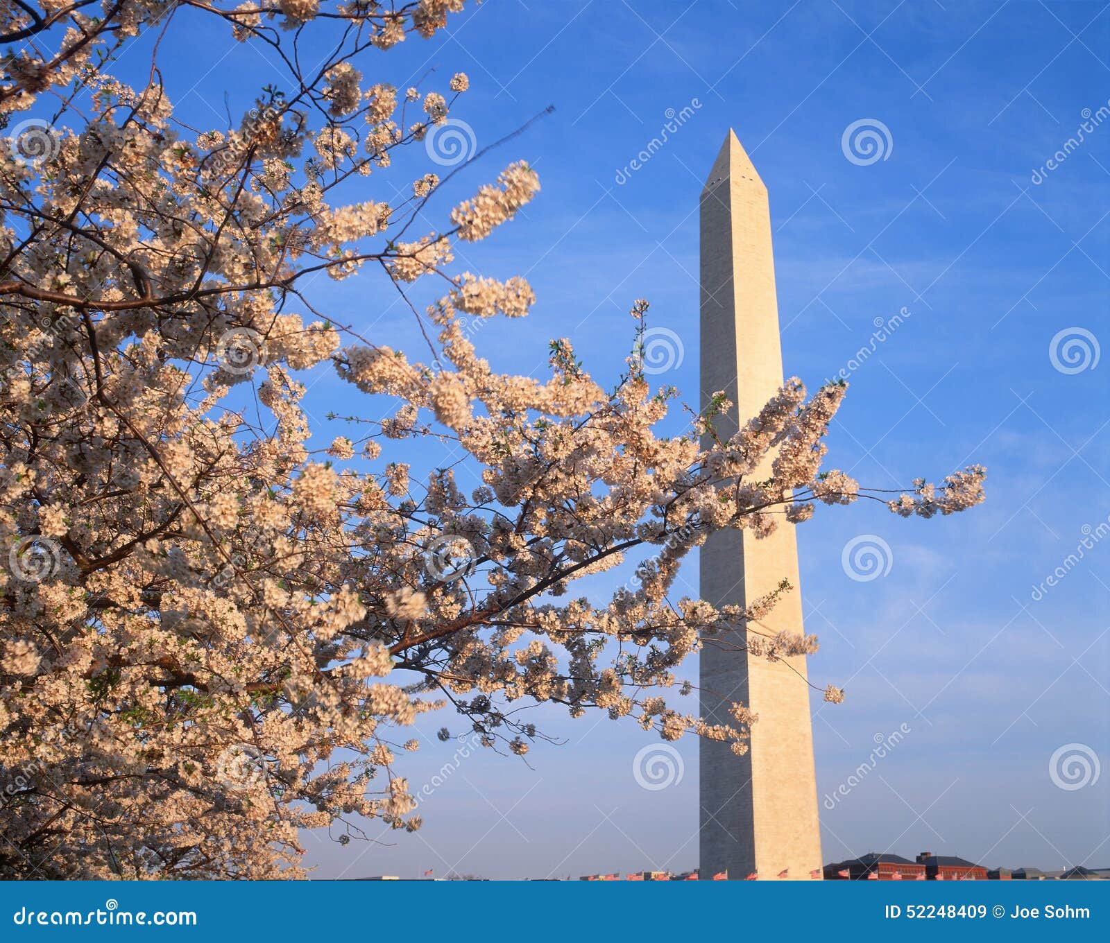 Washington Monument with Cherry Blossoms in the Spring, Washington D.C ...