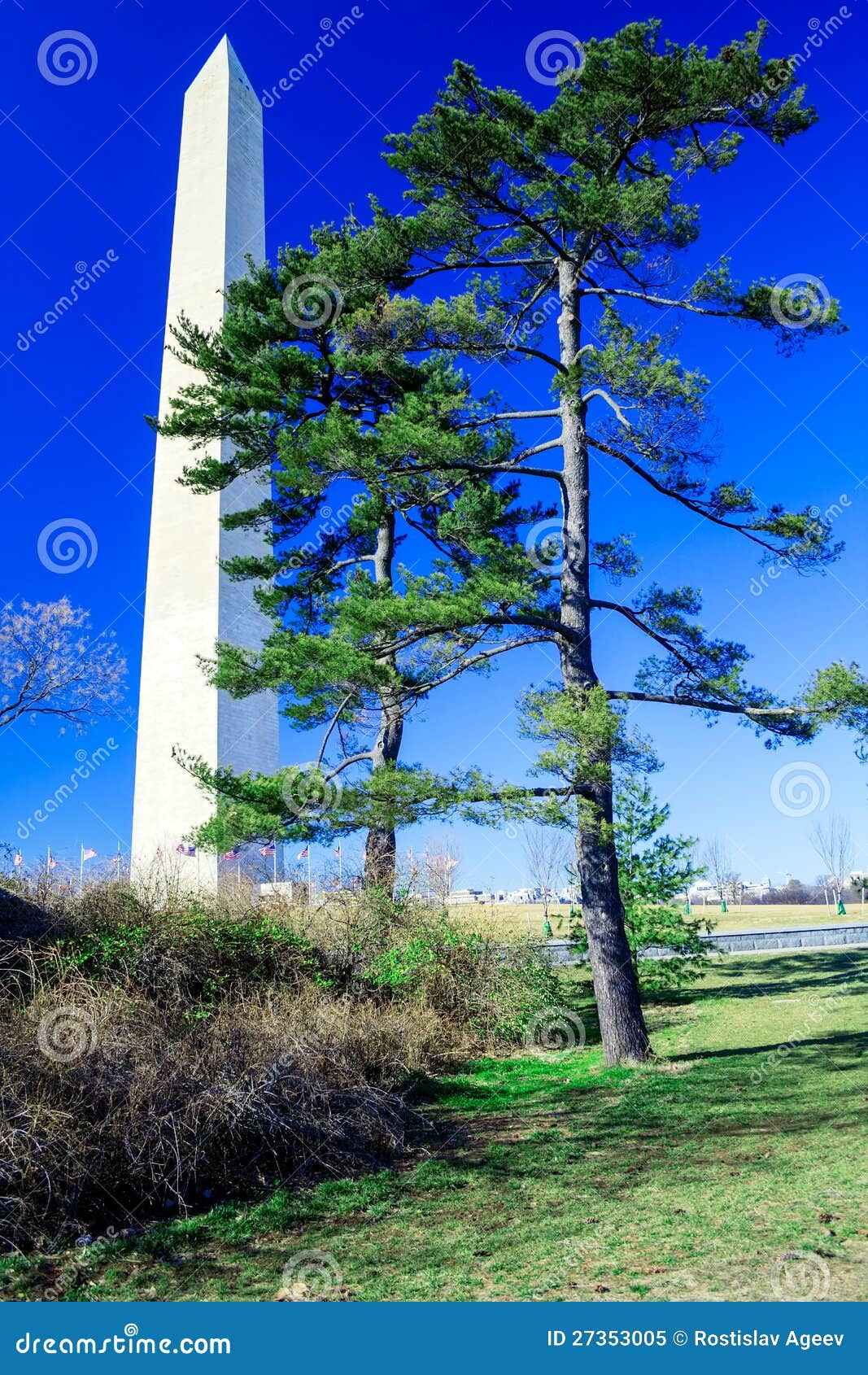 Washington Monument with Pine Tree, USA Stock Image - Image of robert ...