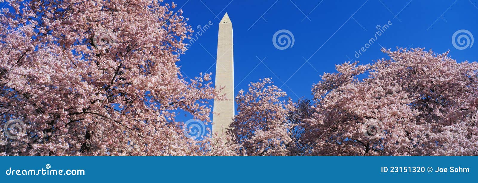 Washington Monument with Spring Cherry Blossoms Stock Photo - Image of ...