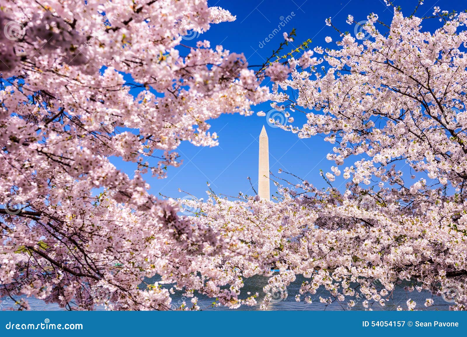 Washington Monument in Spring Stock Image - Image of monument, foliage ...