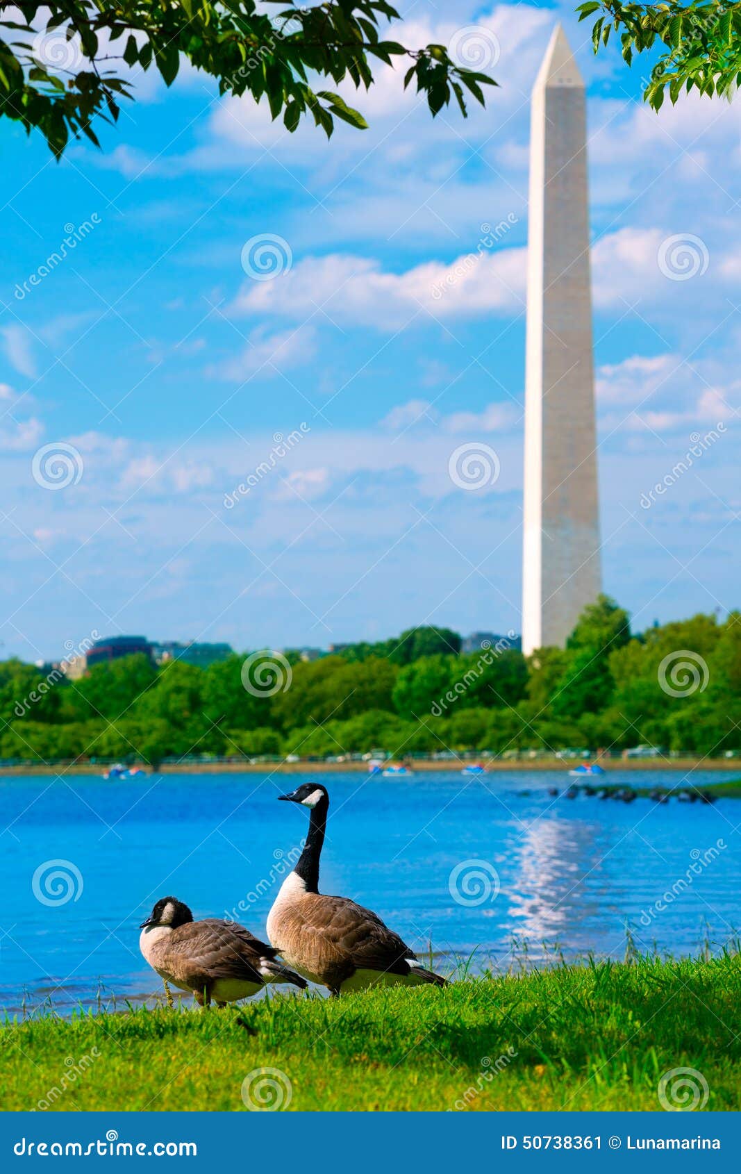Ducks Tidal Basin Washington Dc Stock Photos - Free & Royalty-Free ...