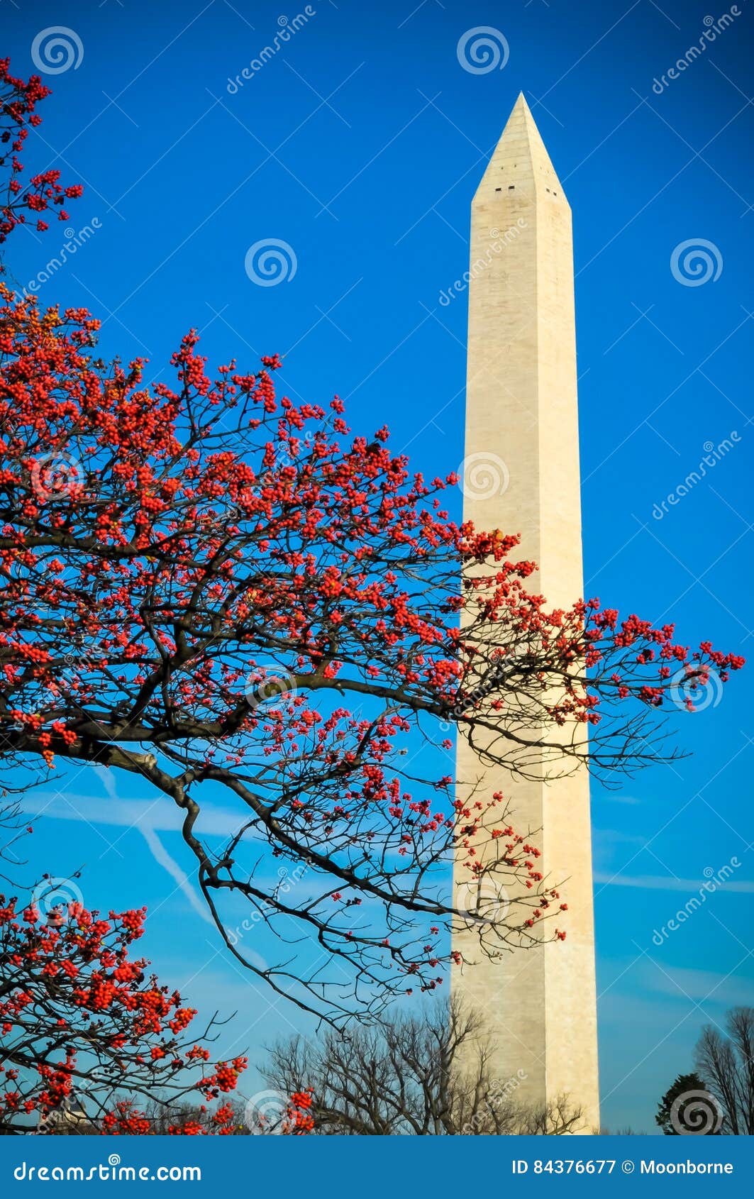 Washington Monument through a Tree Stock Image - Image of metropark ...