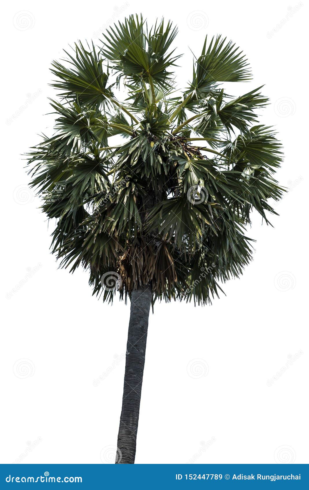 Washington Palm Tree Isolated on White Background with a High ...