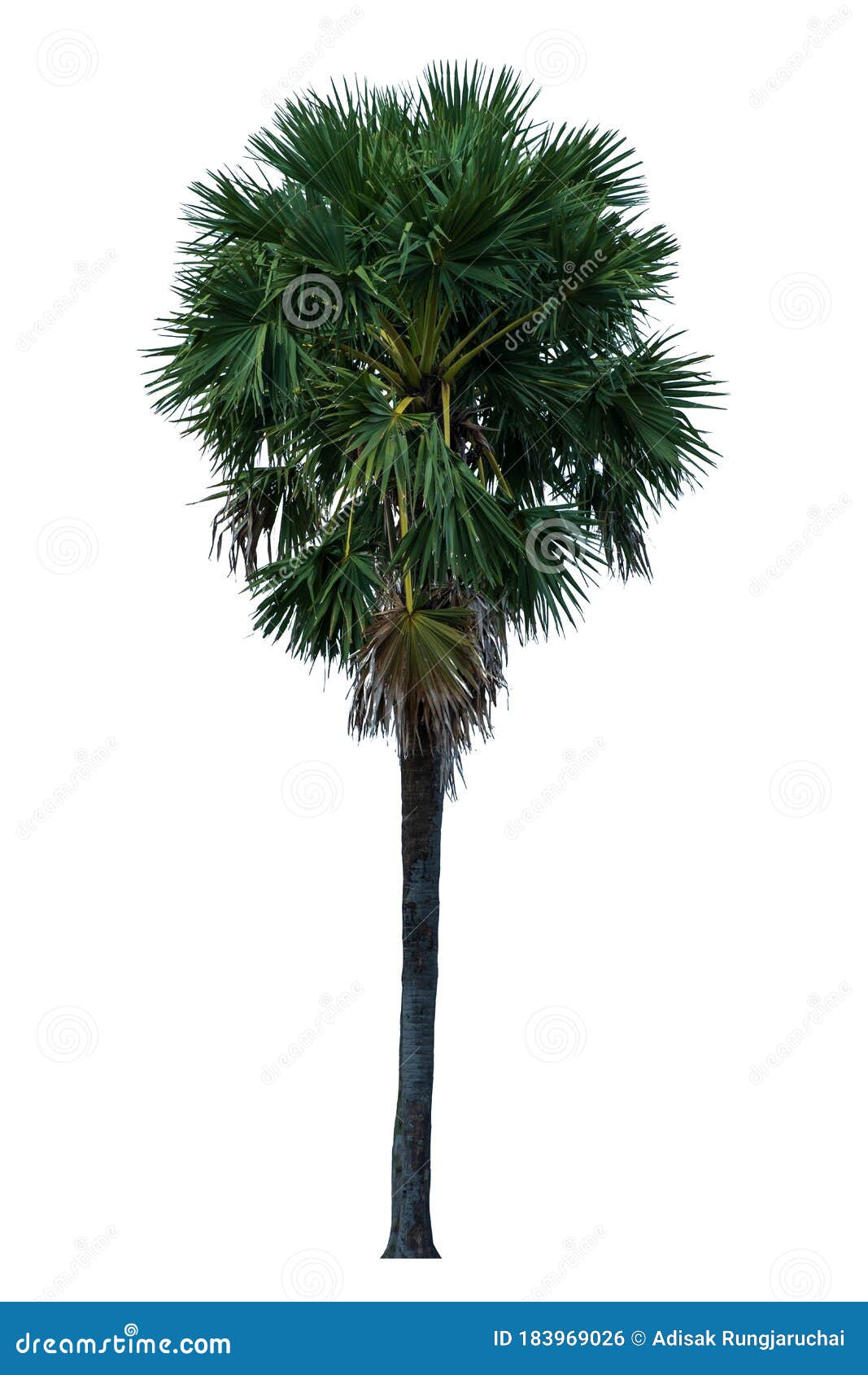 Washington Palm Tree Isolated on White Background with a High ...