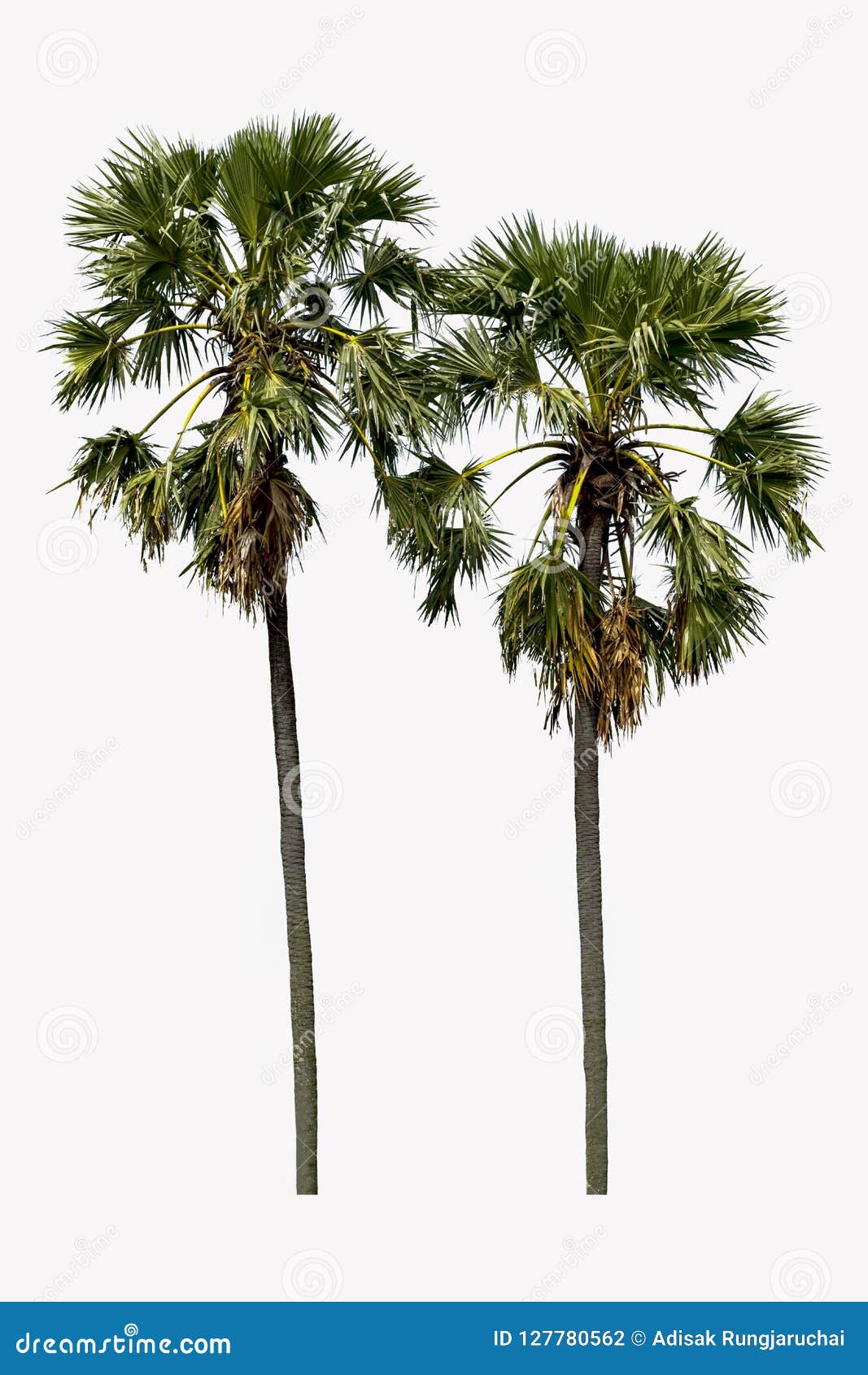Washington Palm Tree Isolated on White Background with a High ...