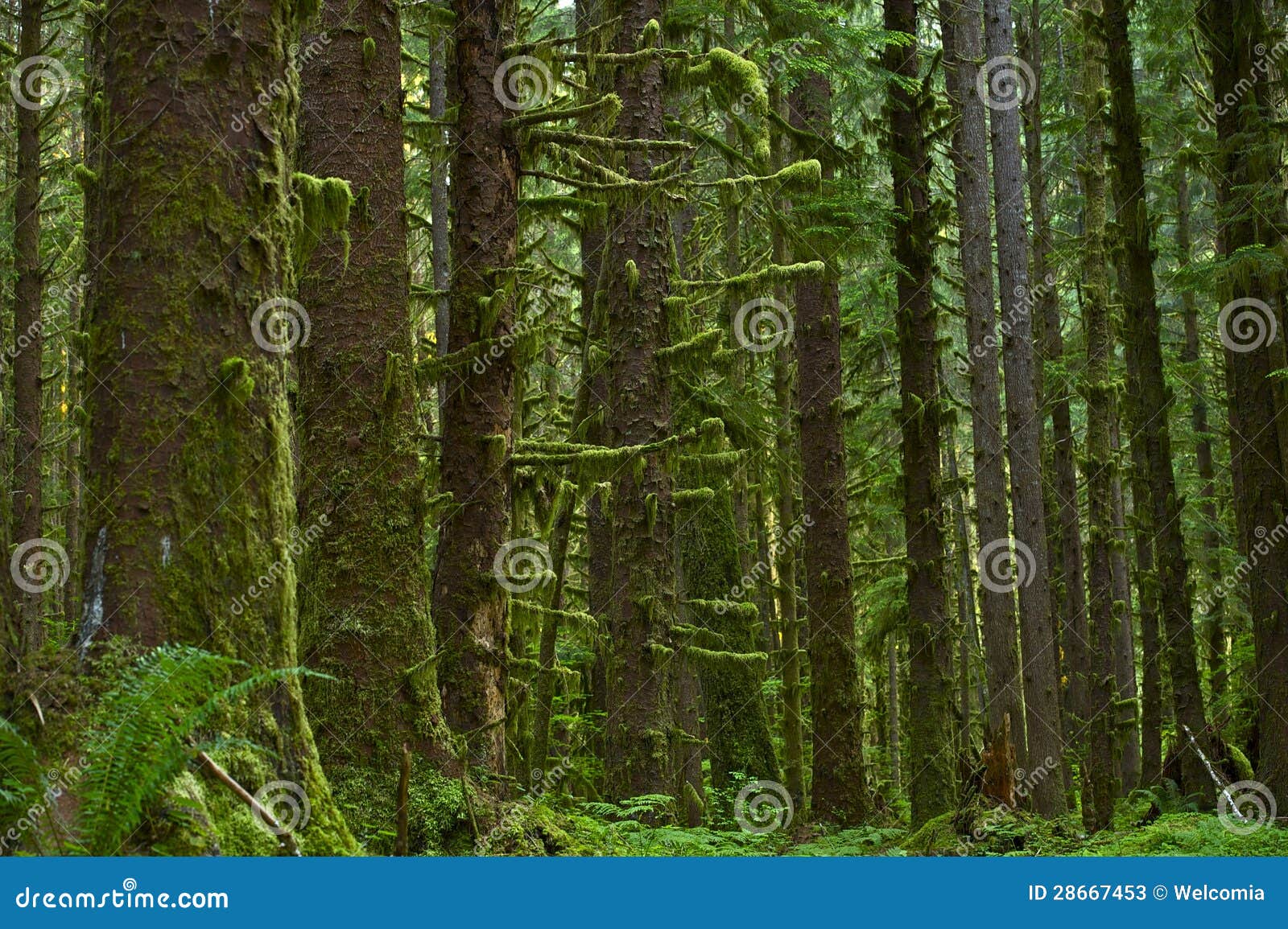 Washington Rainforest image stock. Image of horizontal - 28667453