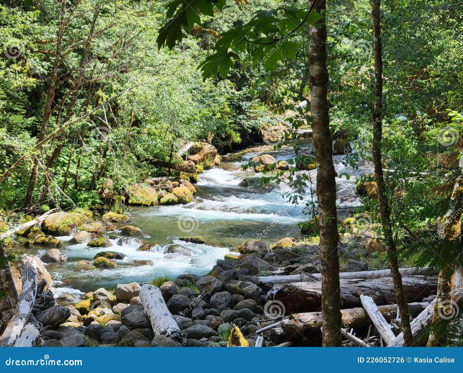 Washington rivers stock photo. Image of wilderness, woodland - 226052726