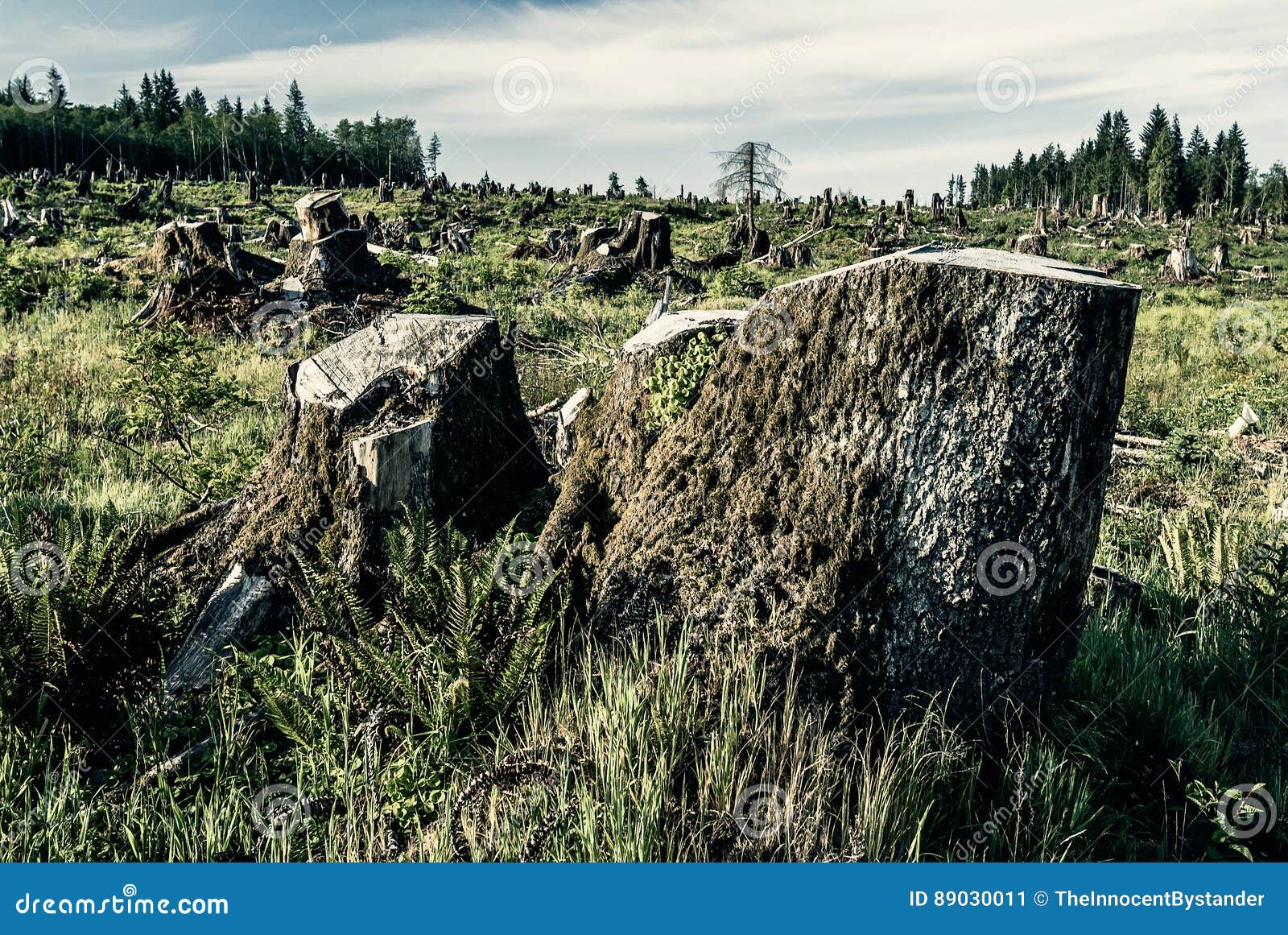 Washington State - Deforestation Stock Image - Image of stumps, logging ...