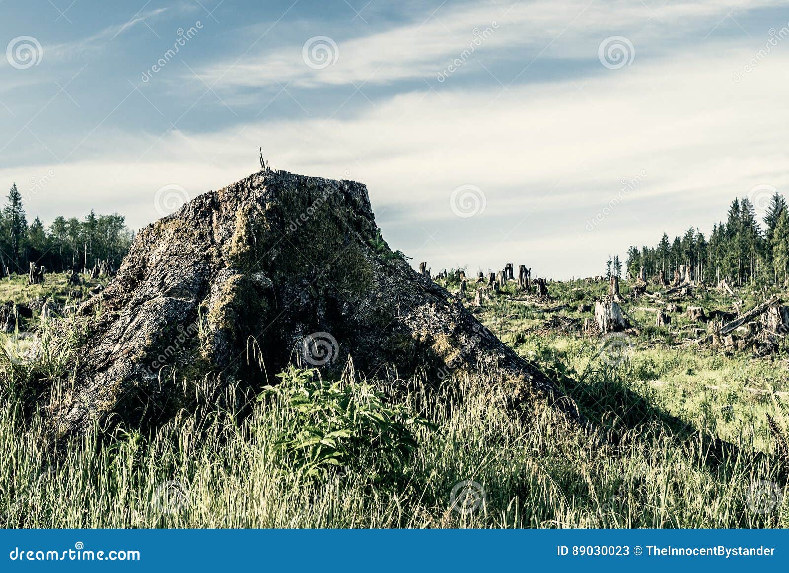 Washington State - Deforestation Stock Image - Image of secluded ...