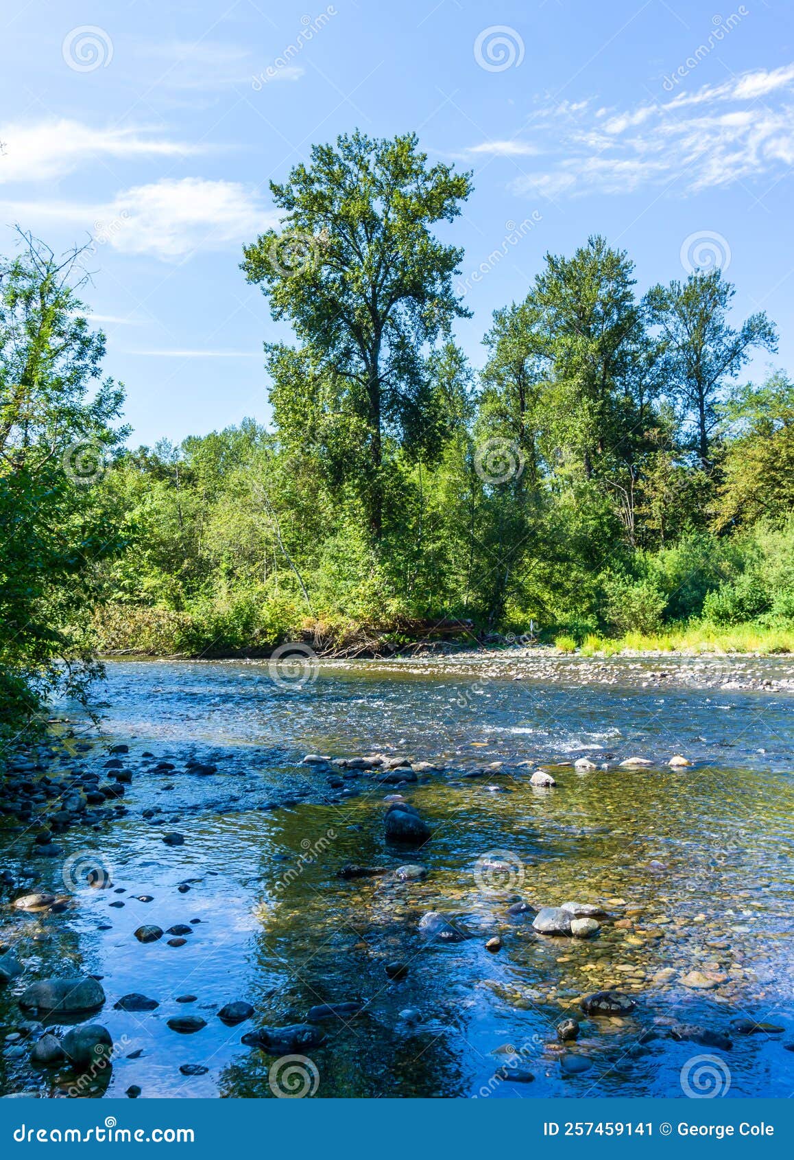 Washington State River 3 stock image. Image of trees - 257459141