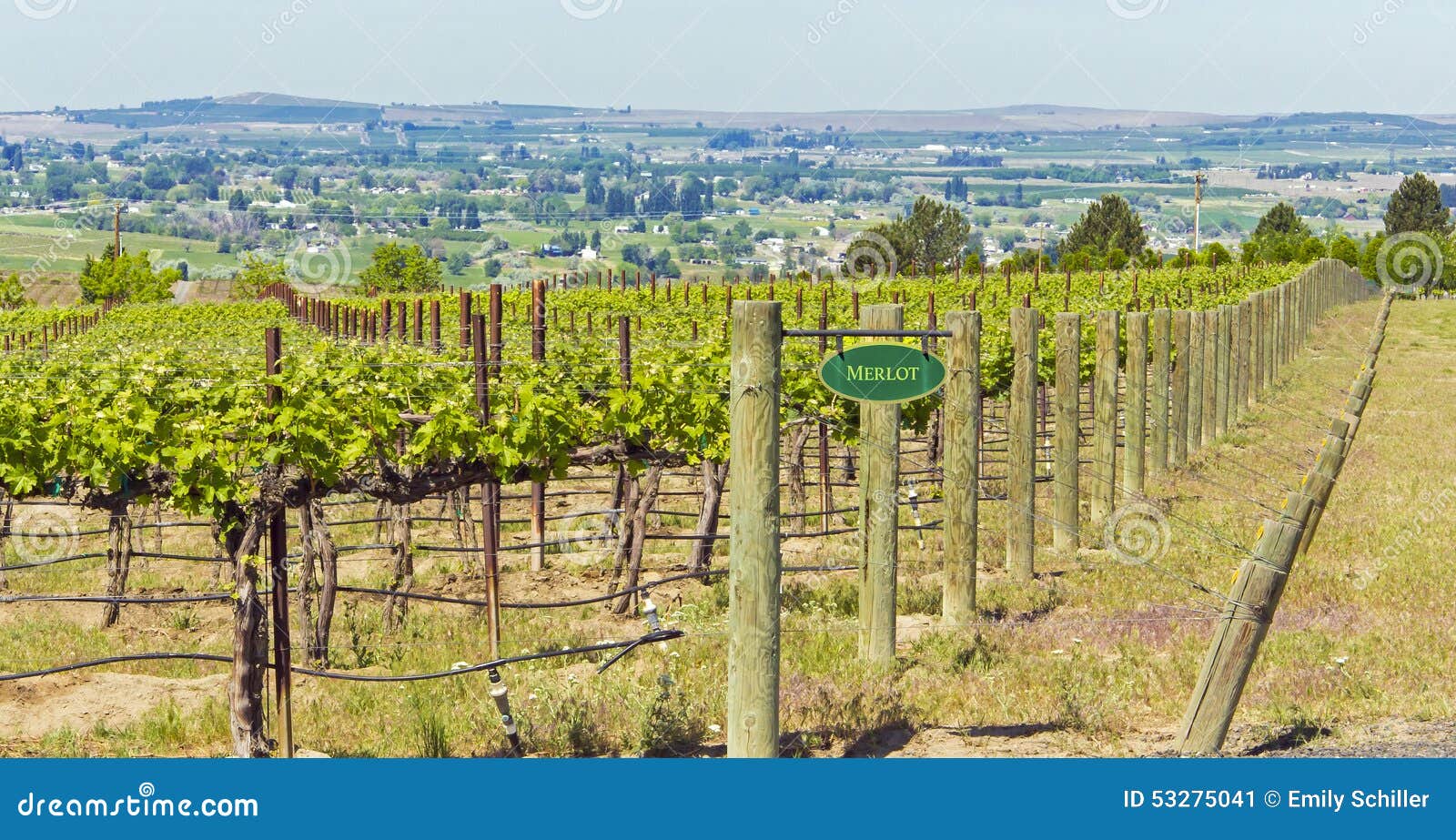Washington Vineyard in Spring Stock Image - Image of vineyards, rows ...