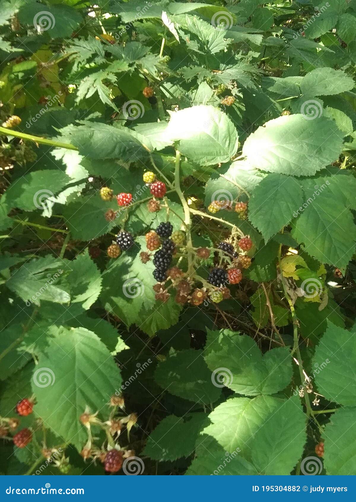 Washington Wild Blackberries Stock Photo - Image of berry, deciduous ...