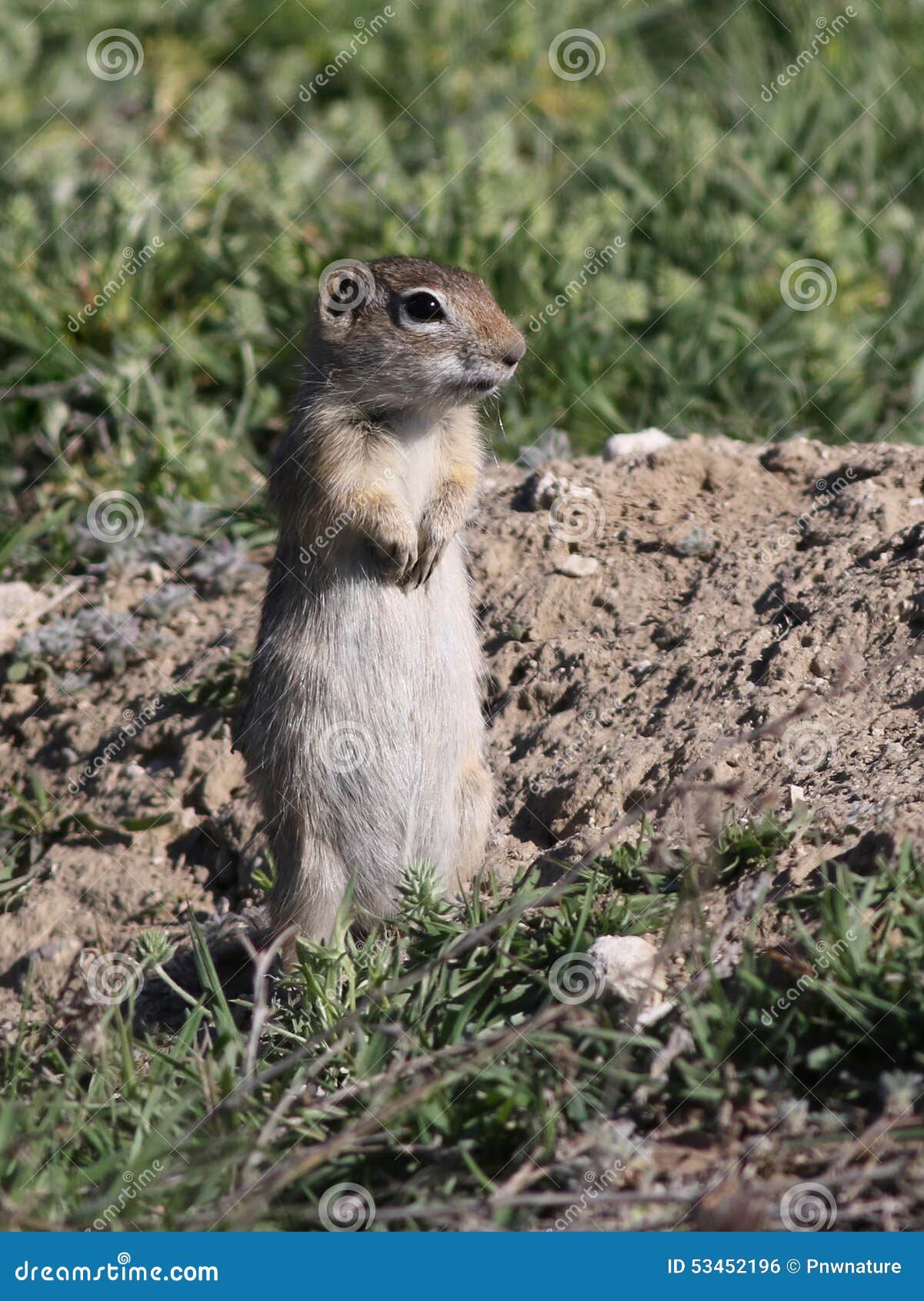Washingtoni De Washington Ground Squirrel - D'Urocitellus Photo stock ...