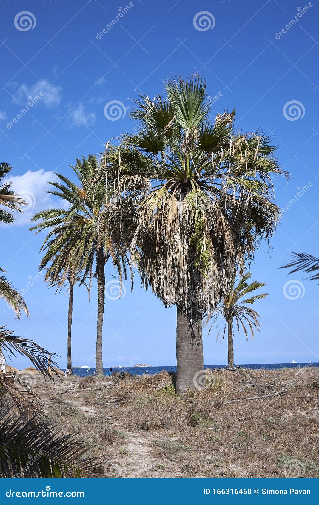 Washingtonia Filifera, Also Known As Desert Fan Palm, California Fan ...