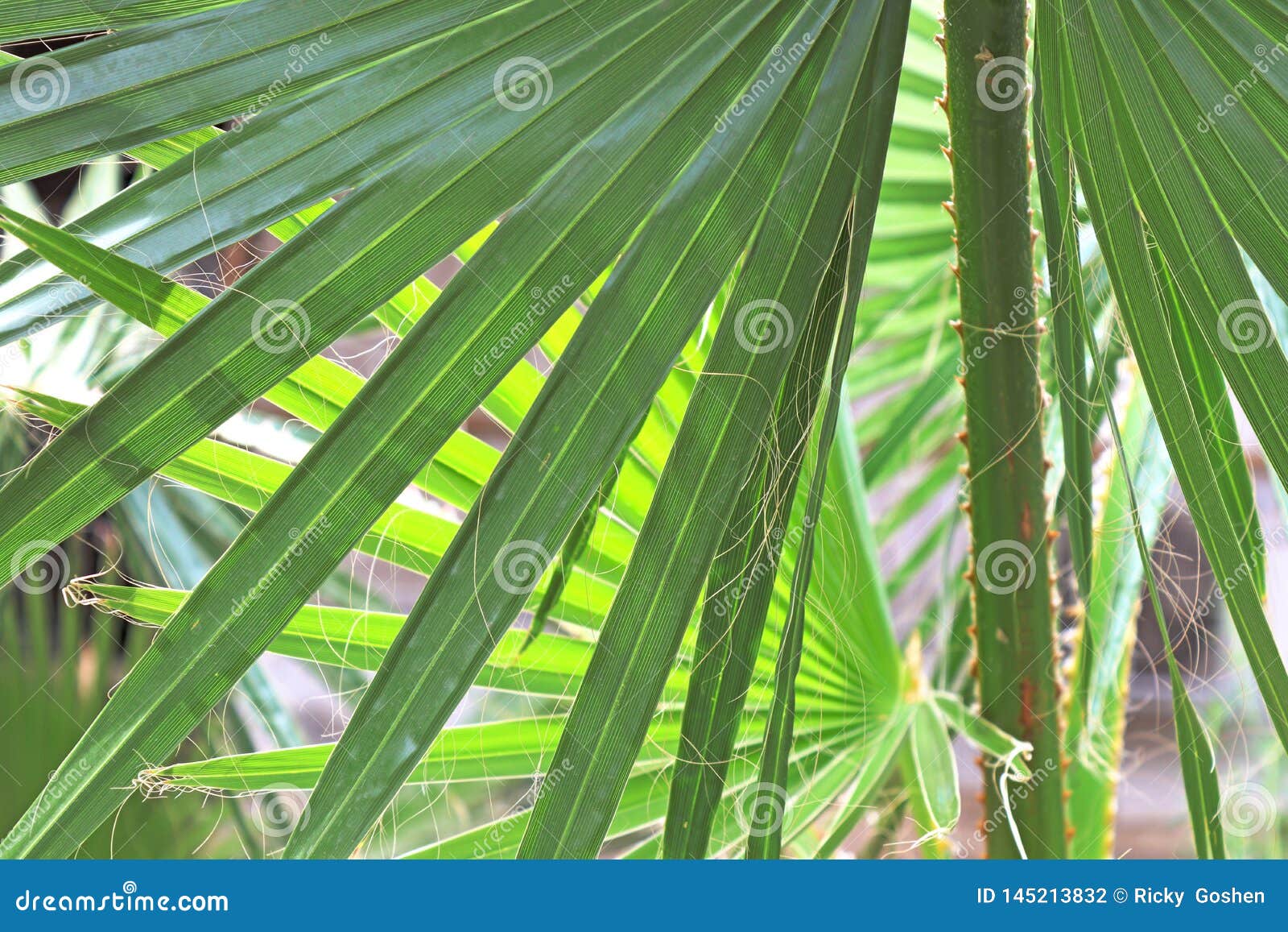 Washingtonia Robusta Leaves Stock Photography | CartoonDealer.com ...