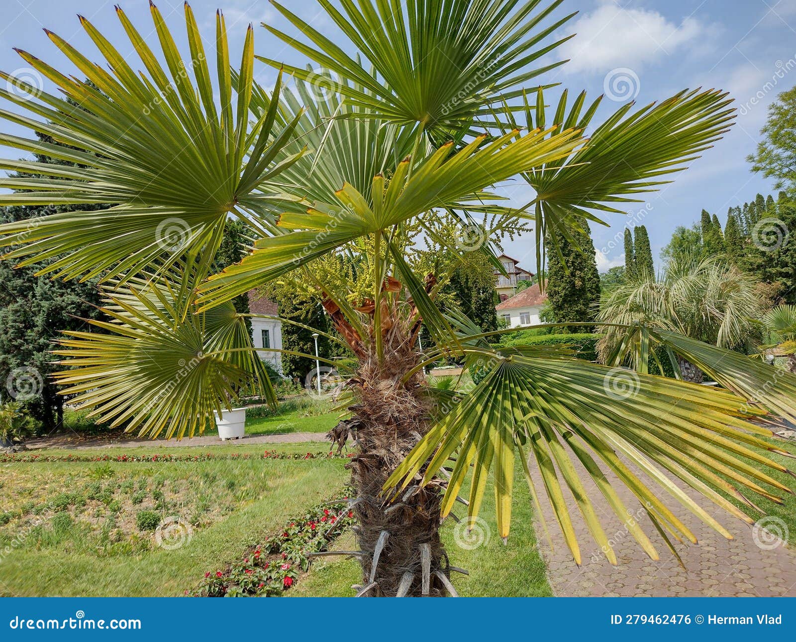Washingtonia Robusta Palm at the Botanical Garden Stock Photo - Image ...