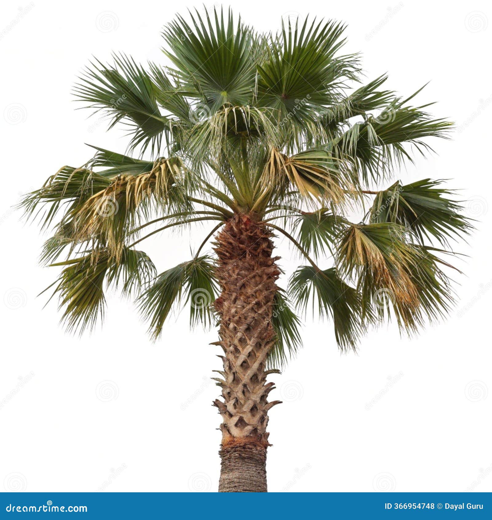 Washingtonia Robusta Tree Isolated On White Background Stock Image ...