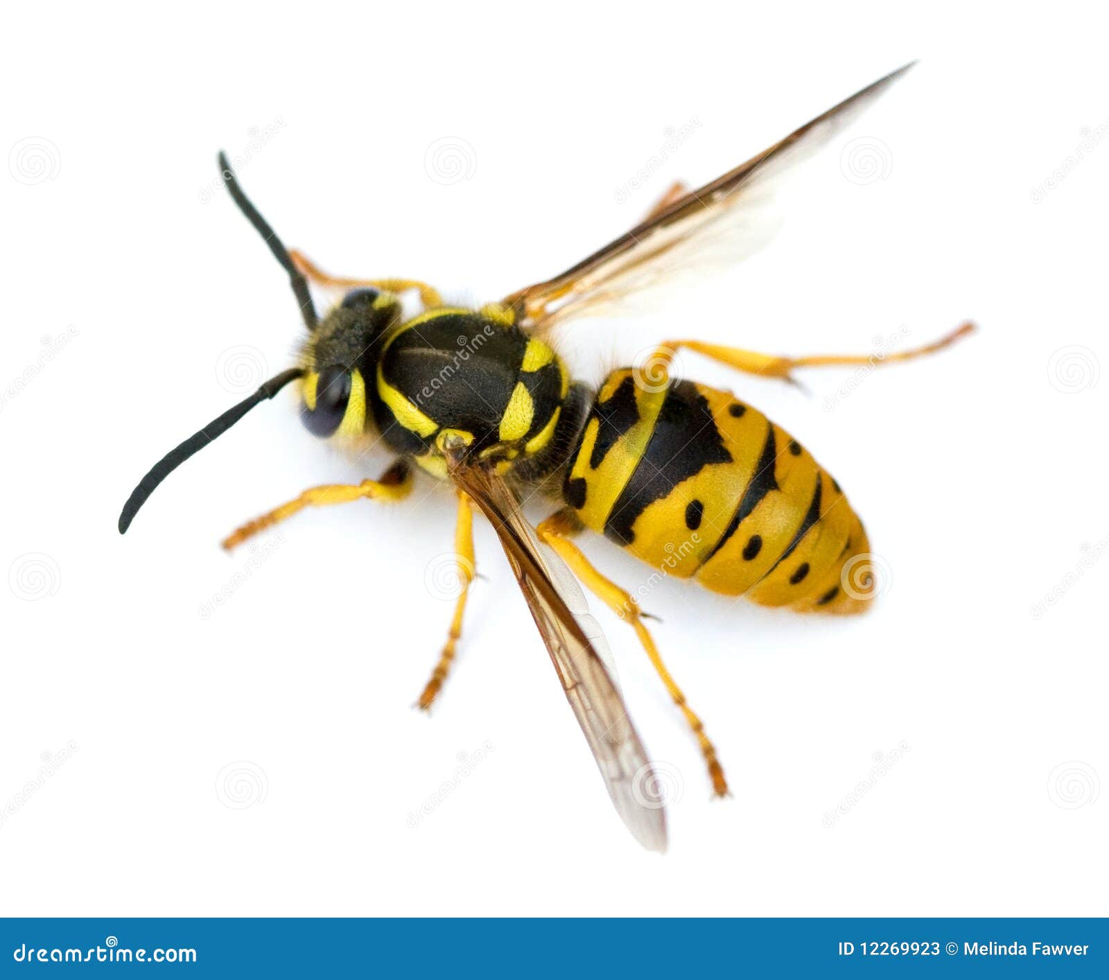 Wasp stock image. Image of isolated, wasp, black, gold - 12269923