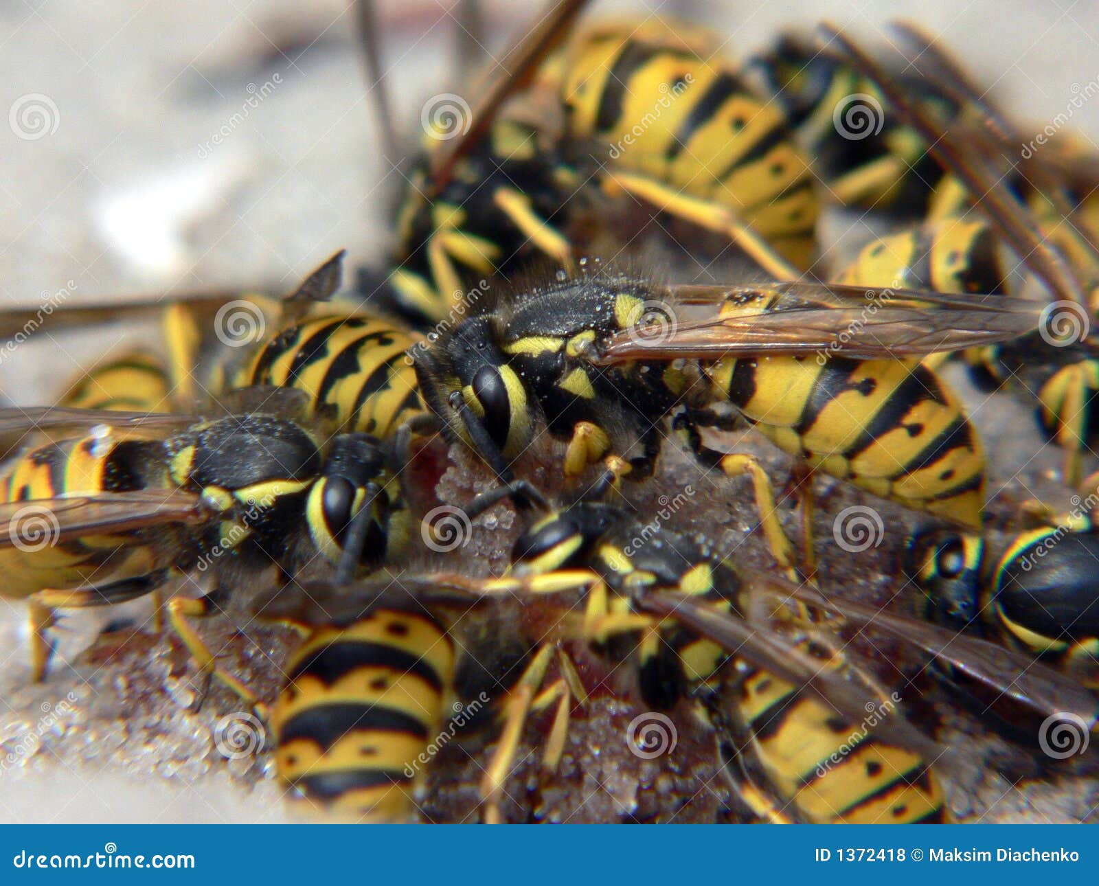 Wasp stock photo. Image of macro, beach, nature, feast - 1372418