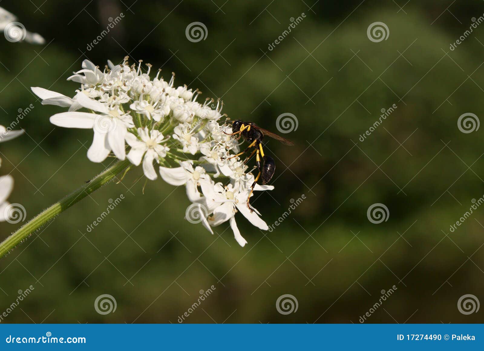 Wasp stock photo. Image of nature, beautiful, wasp, plant - 17274490