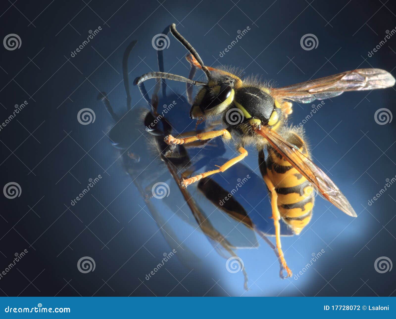 Wasp stock photo. Image of detailed, sharp, honey, yellow - 17728072