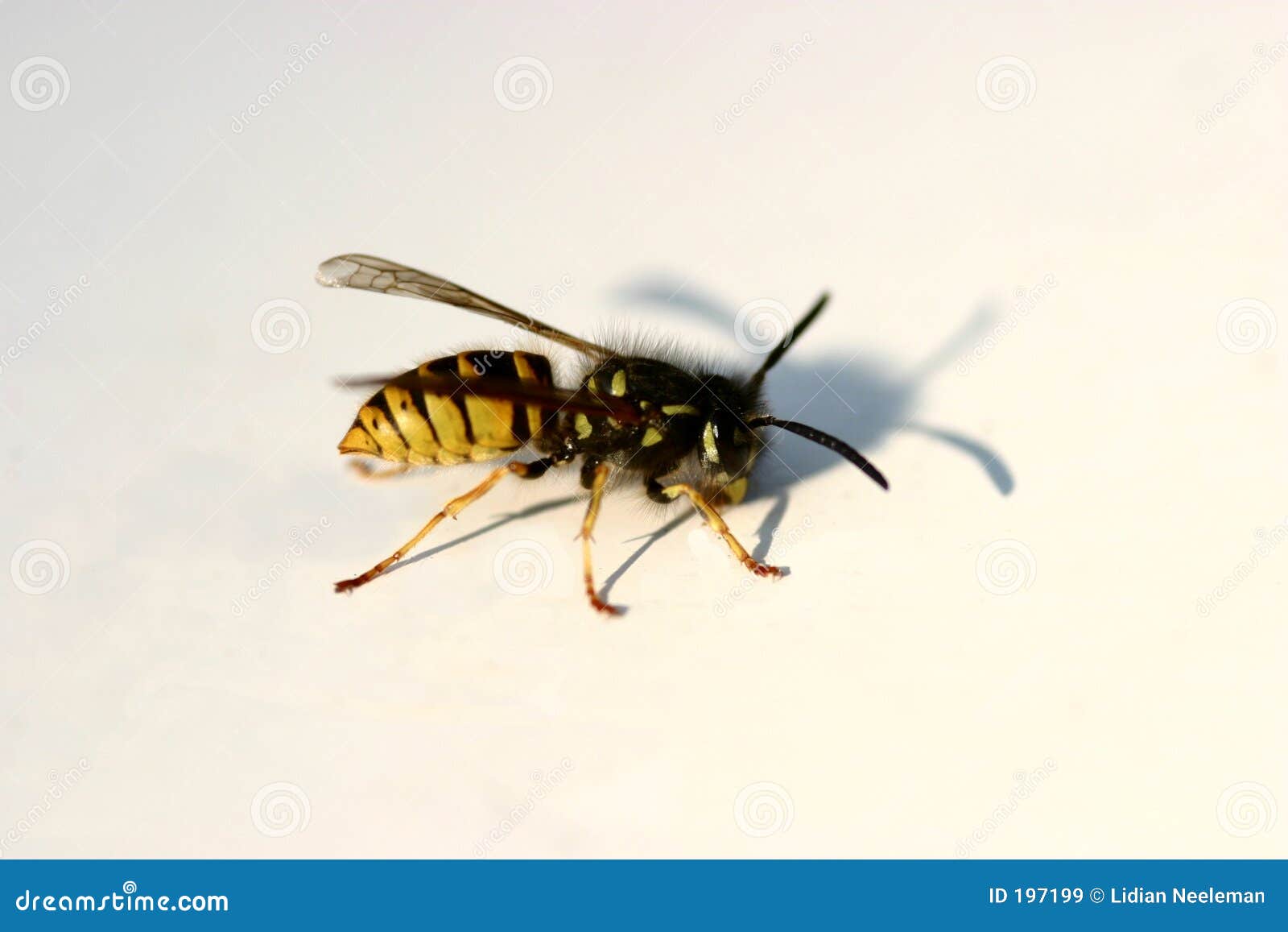 Wasp stock image. Image of insect, background, isolated - 197199