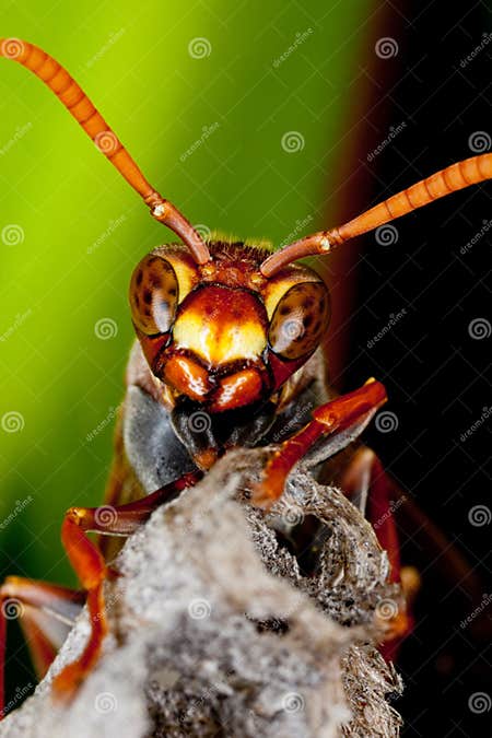Wasp stock photo. Image of legs, animal, perched, closeup - 19896252