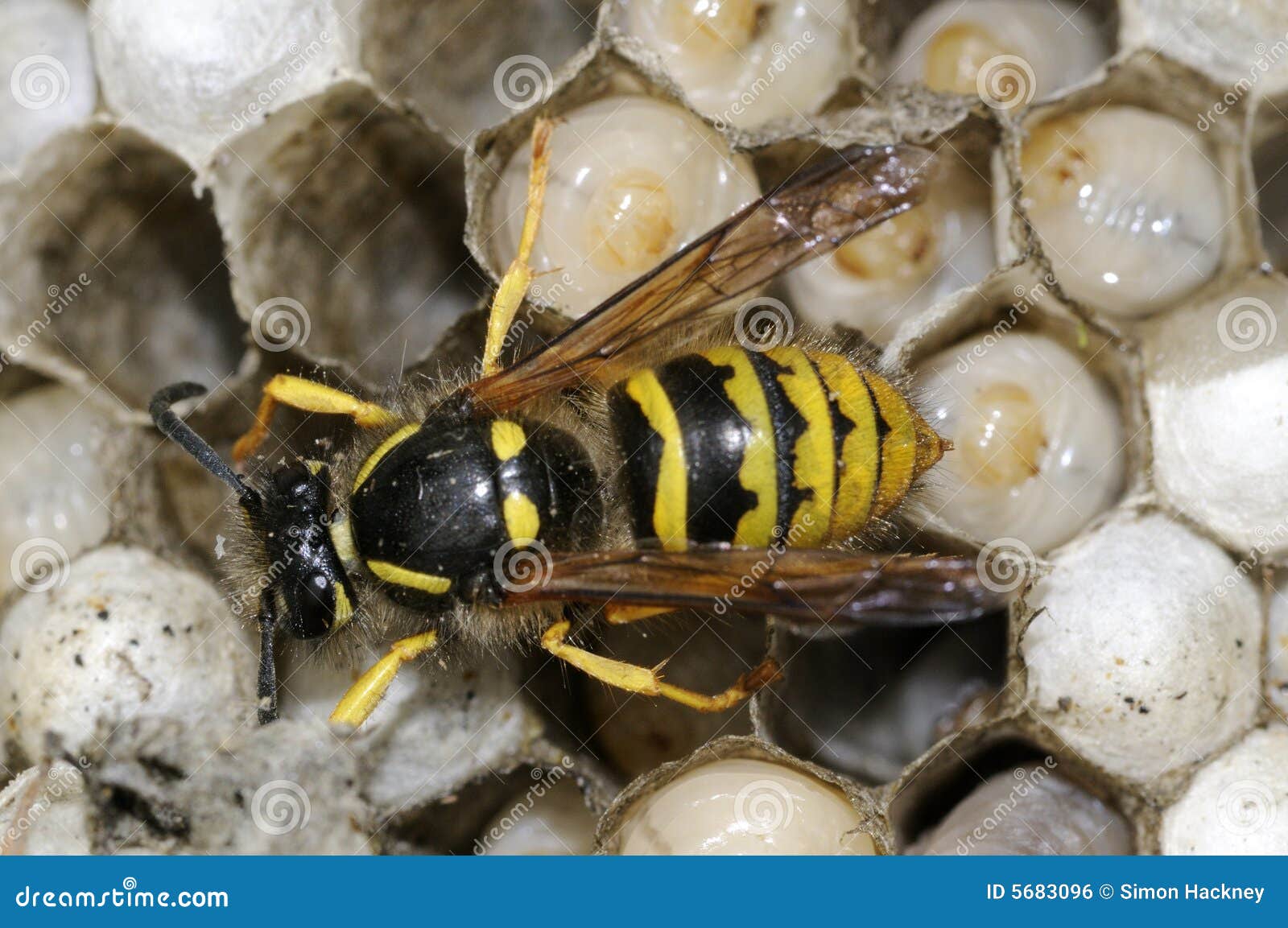 Wasp And Grub Stock Photo | CartoonDealer.com #28462290
