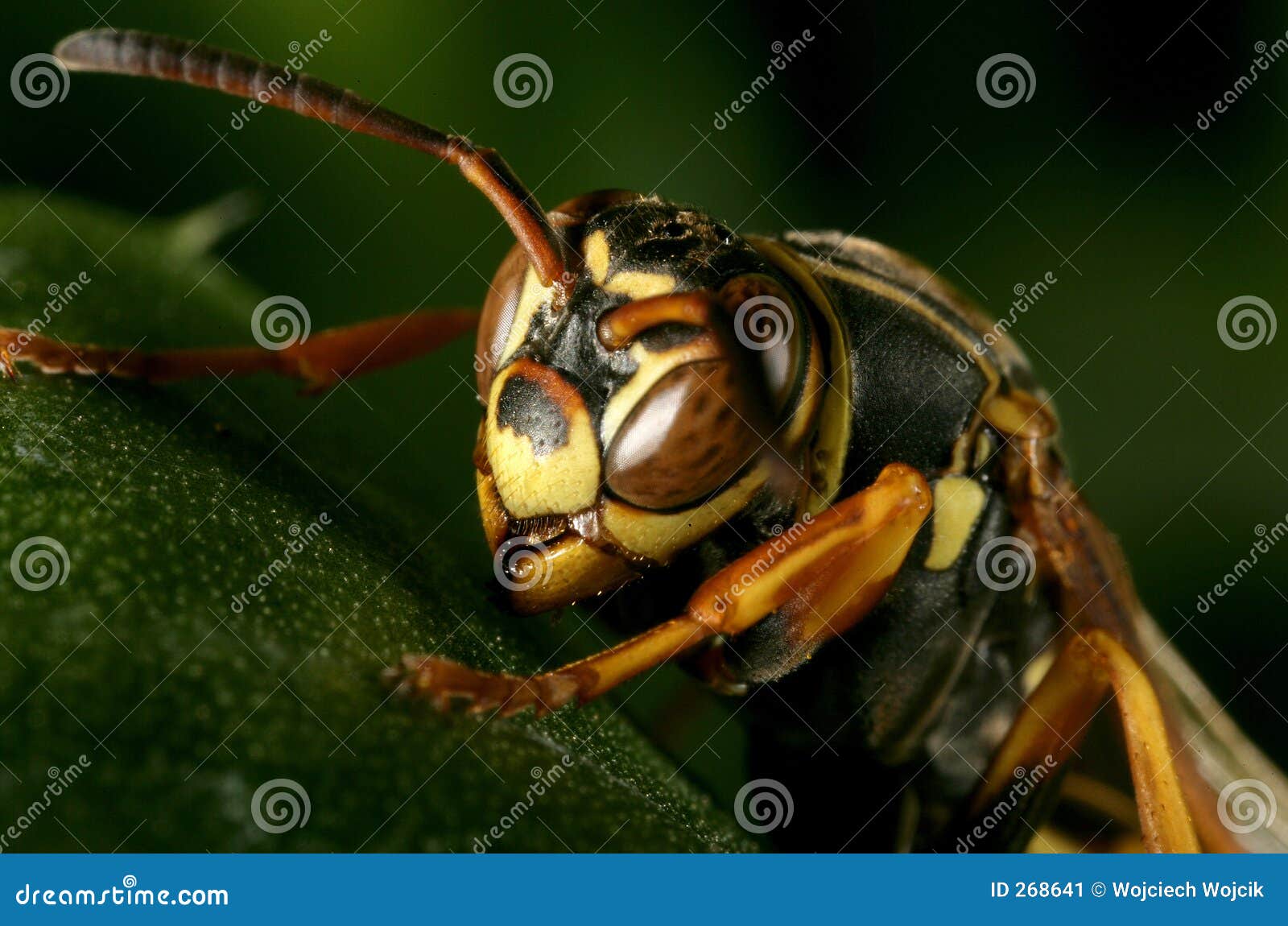 Wasp stock image. Image of close, mandible, closeup, nature - 268641