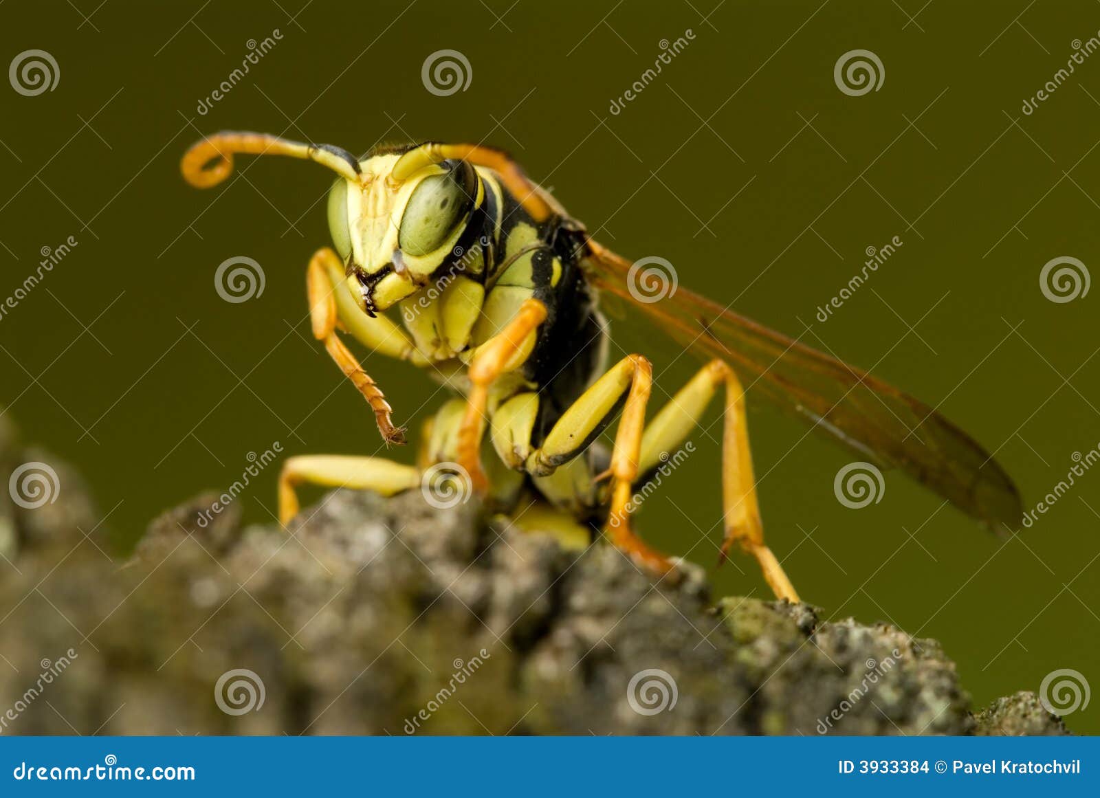 Wasp stock photo. Image of wings, stinger, wild, antenna - 3933384
