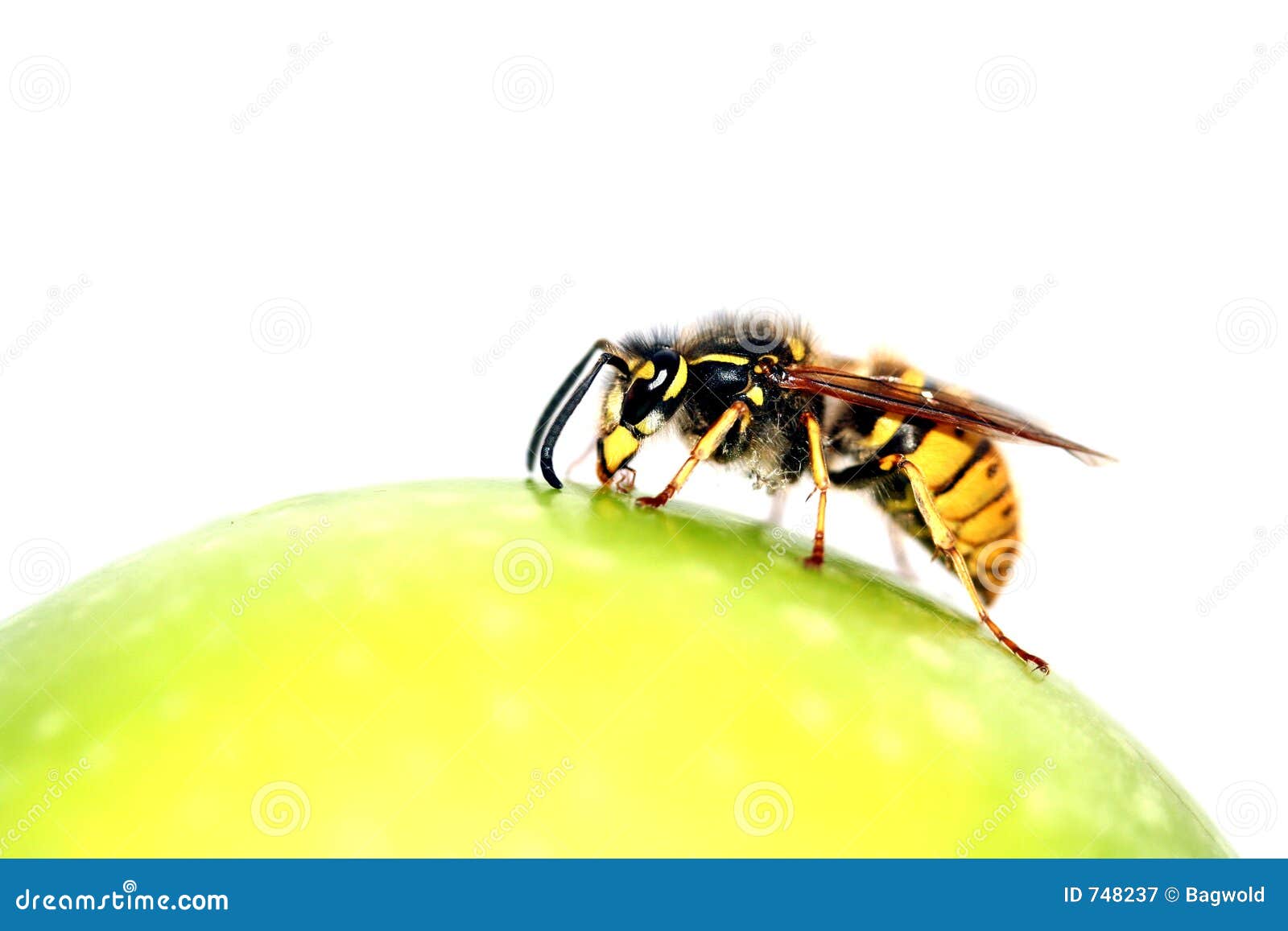 Wasp stock image. Image of close, foods, peel, nature, macro - 748237