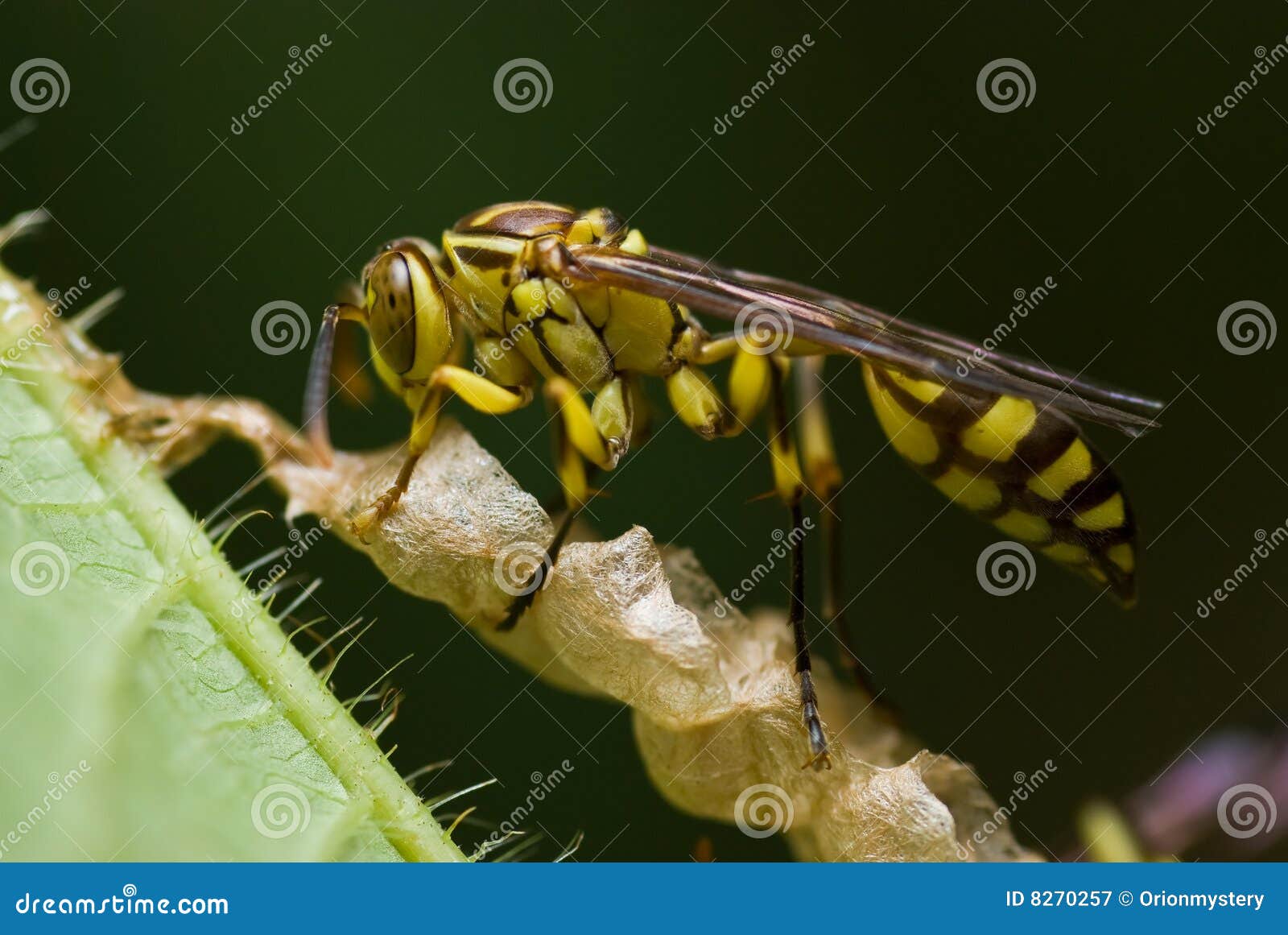 Wasp stock image. Image of wildlife, plant, fauna, park - 8270257